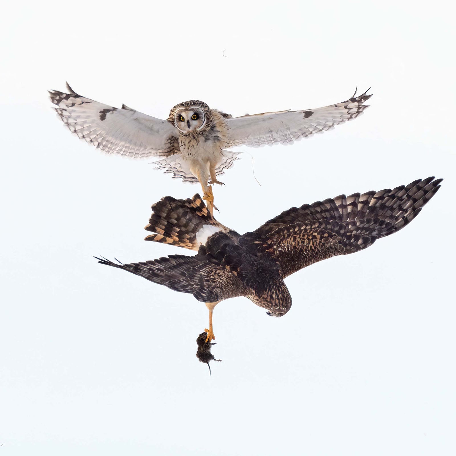 Photographer Captures Hawk and Owl Battling Mid-Air Over a Vole | PetaPixel