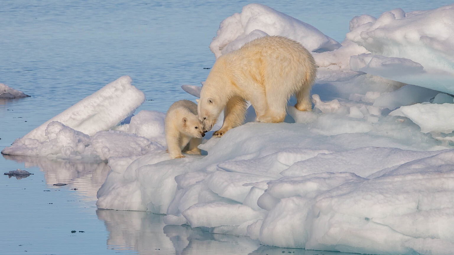 The Disturbing Double Standard for Polar Bear 'Protection' in Svalbard ...