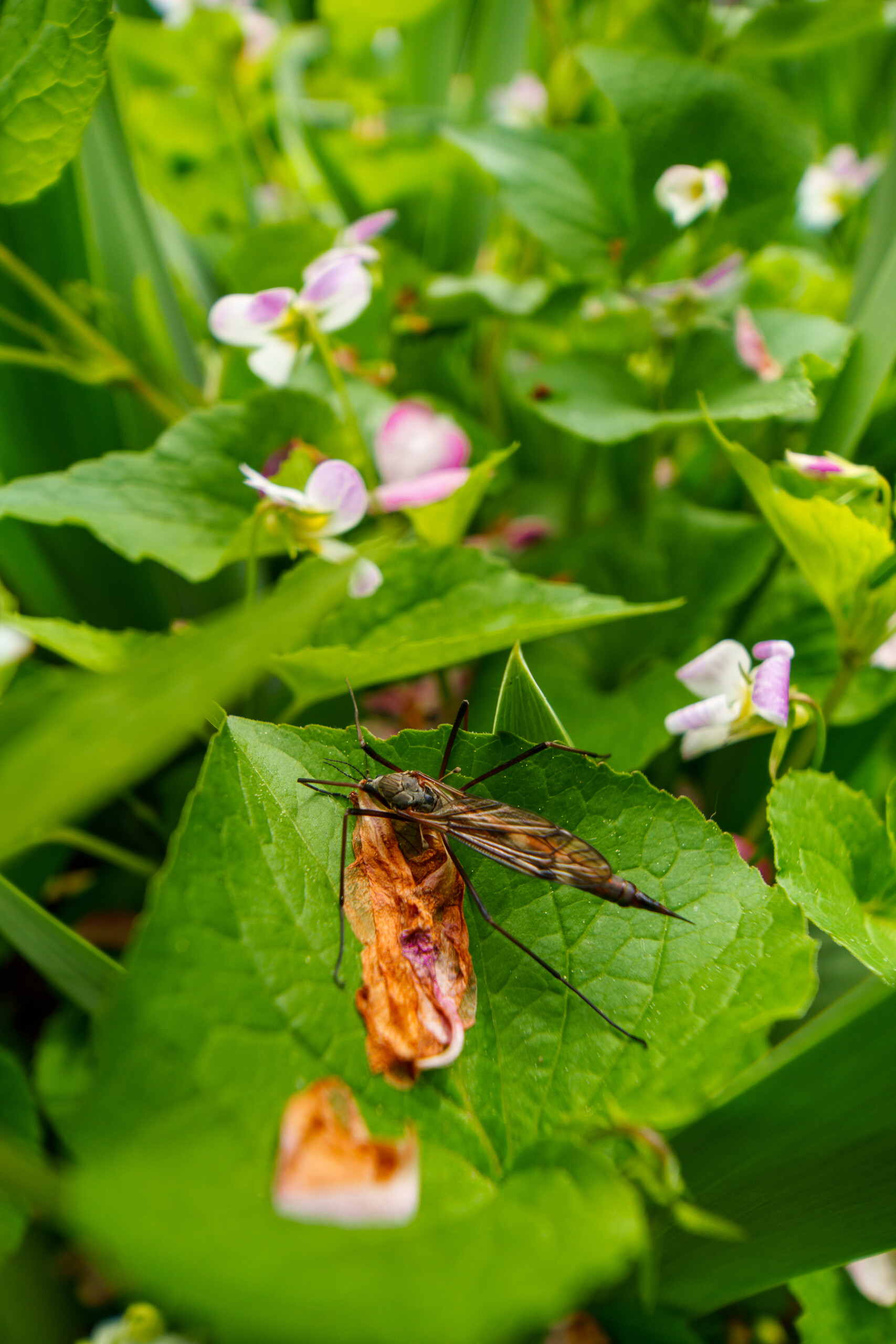 Laowa 15mm f/4.5 Macro Review: Is It a Landscape or Macro Lens? Yes ...