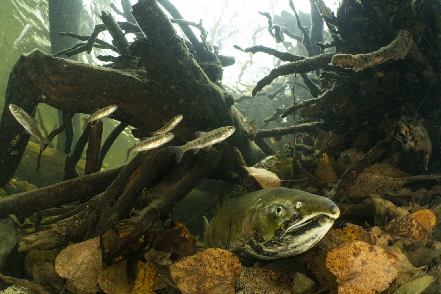 The 2025 Environmental Photography Awards Winners Show the Power of ...