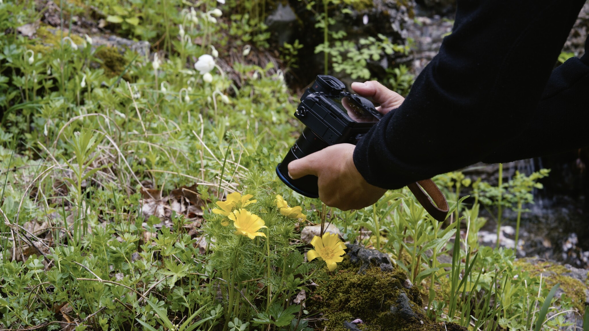 Laowa 15mm f/4.5 Macro Review: Is It a Landscape or Macro Lens? Yes ...