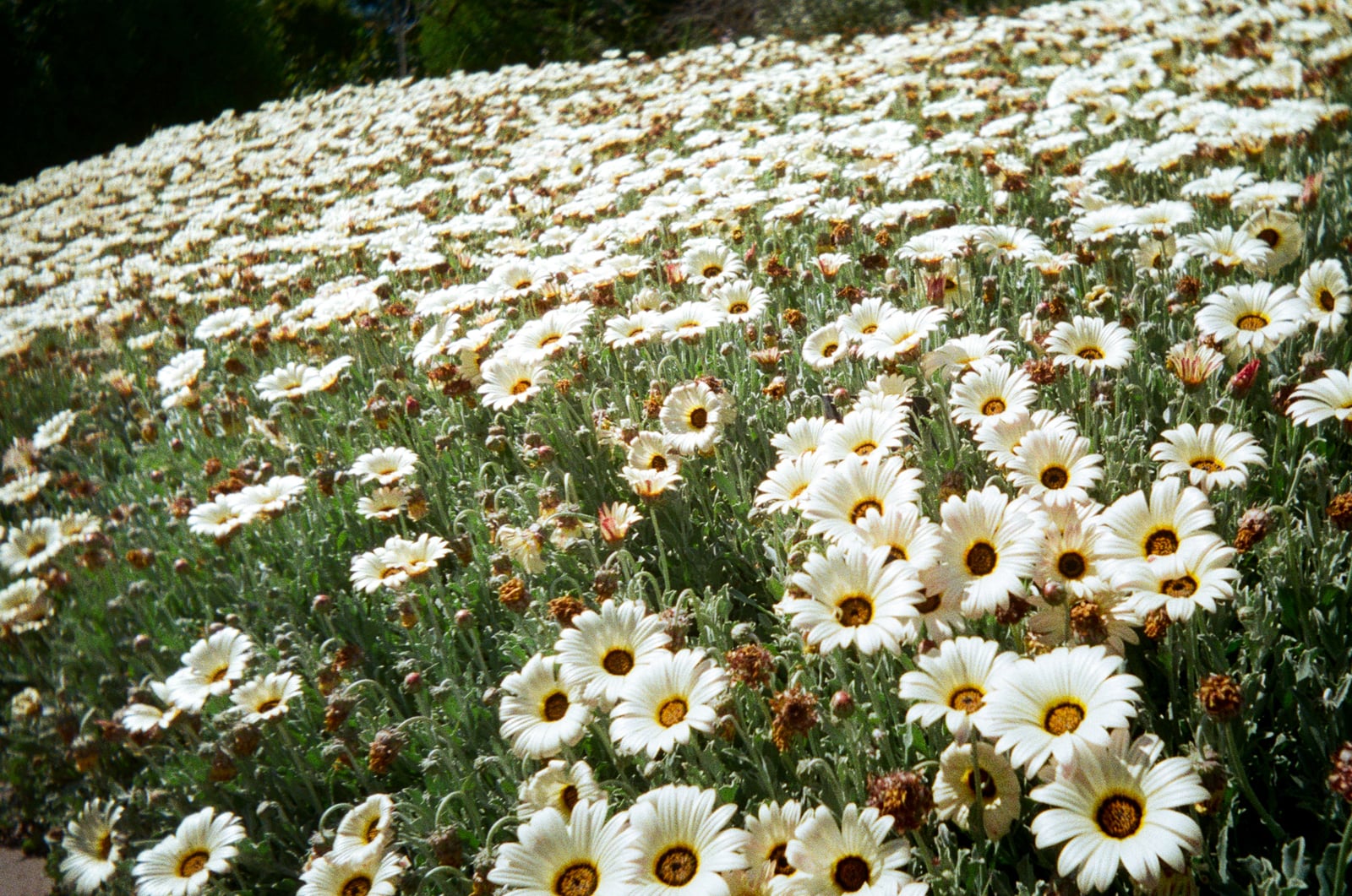 The Reto Pano 35mm Film Camera Switches Between Standard and Pano Modes ...