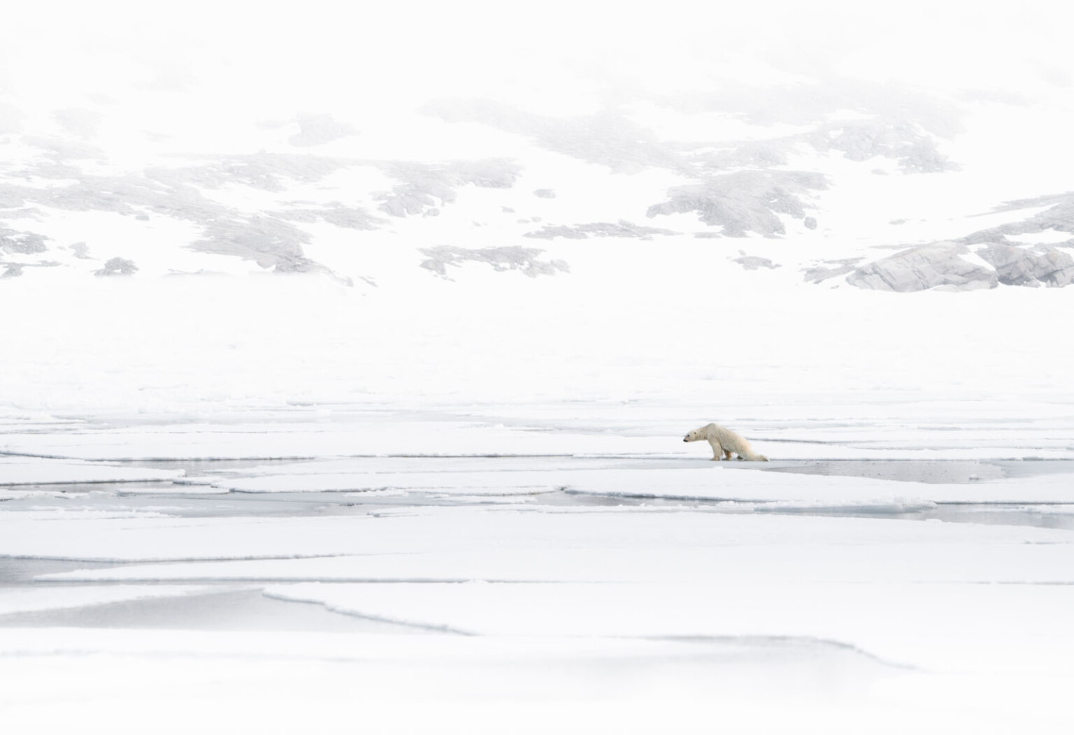Aquatic Stalk in Precious Spring: How Polar Bears Hunt In a Changing ...