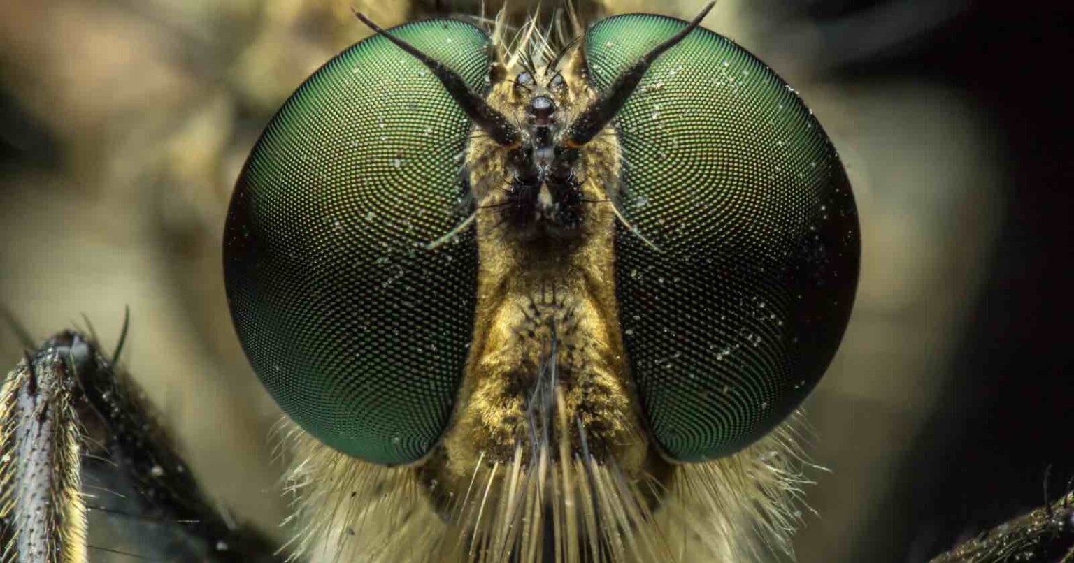 Scientists Create Tiny Insect-Inspired Camera That Captures 9,120 FPS ...