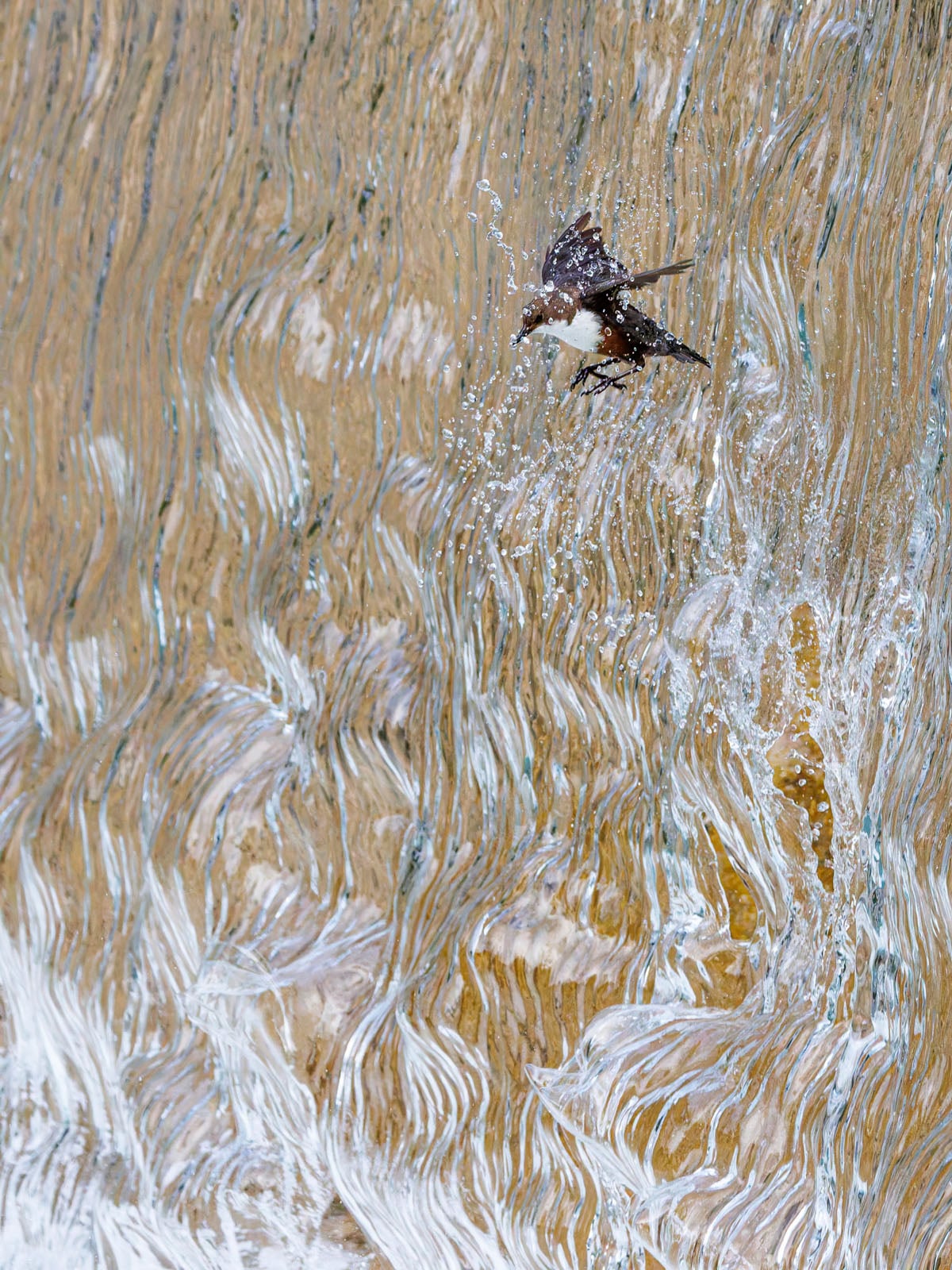 Photo of Bird Bursting Through Waterfall Wins GDT Nature Photographer ...