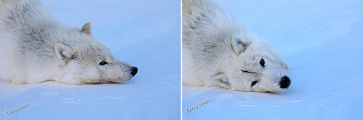 Arctic Wolves Cozy Up To Wildlife Photographers in Magical Moment ...