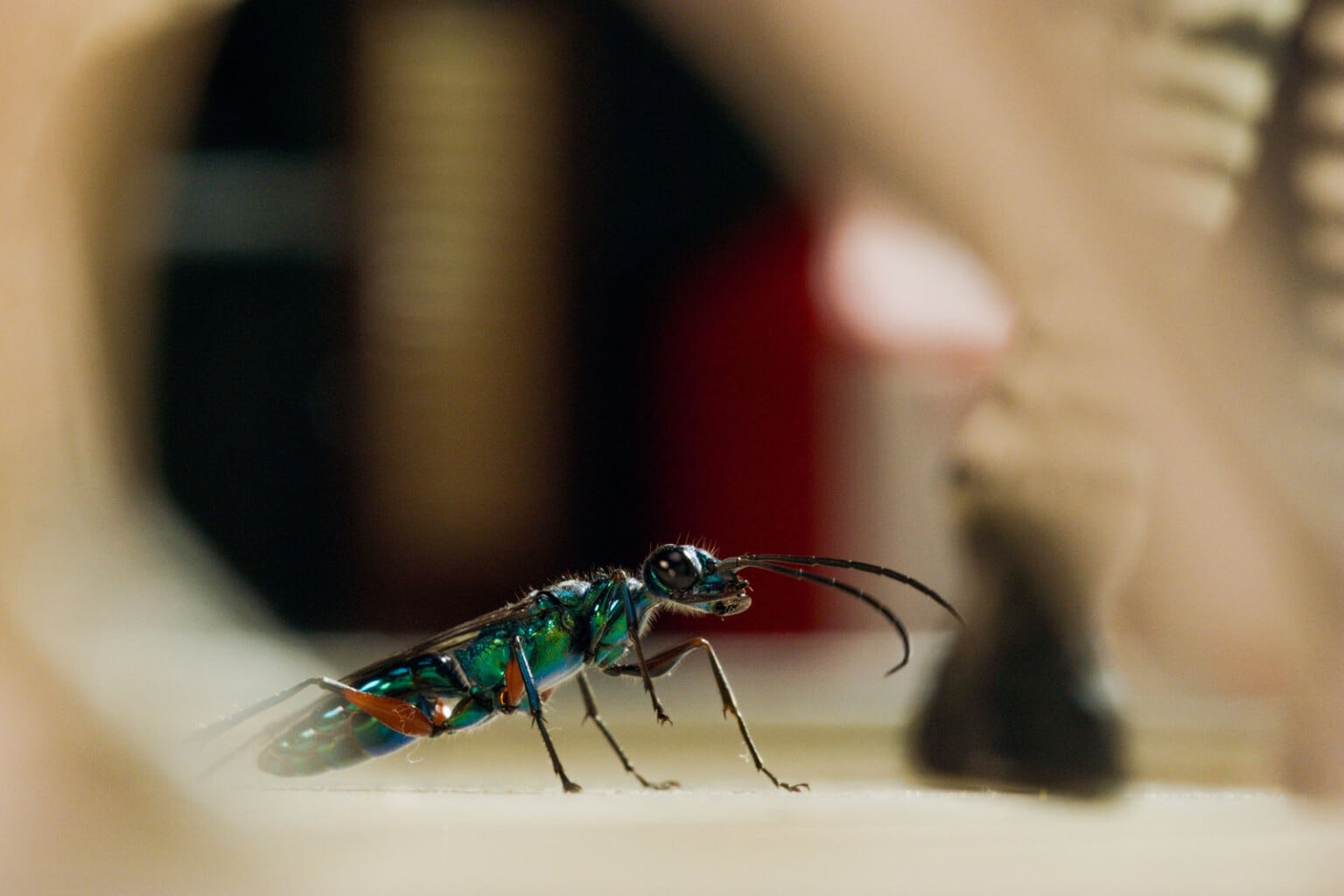 Nat Geo's 'Underdogs' Hilariously Celebrates Nature's Unsung Animal ...