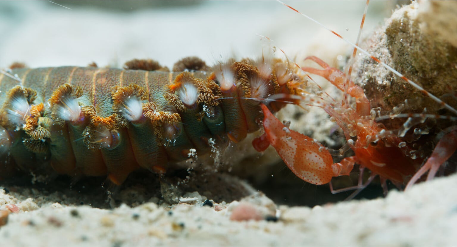 Nat Geo's 'Underdogs' Hilariously Celebrates Nature's Unsung Animal ...