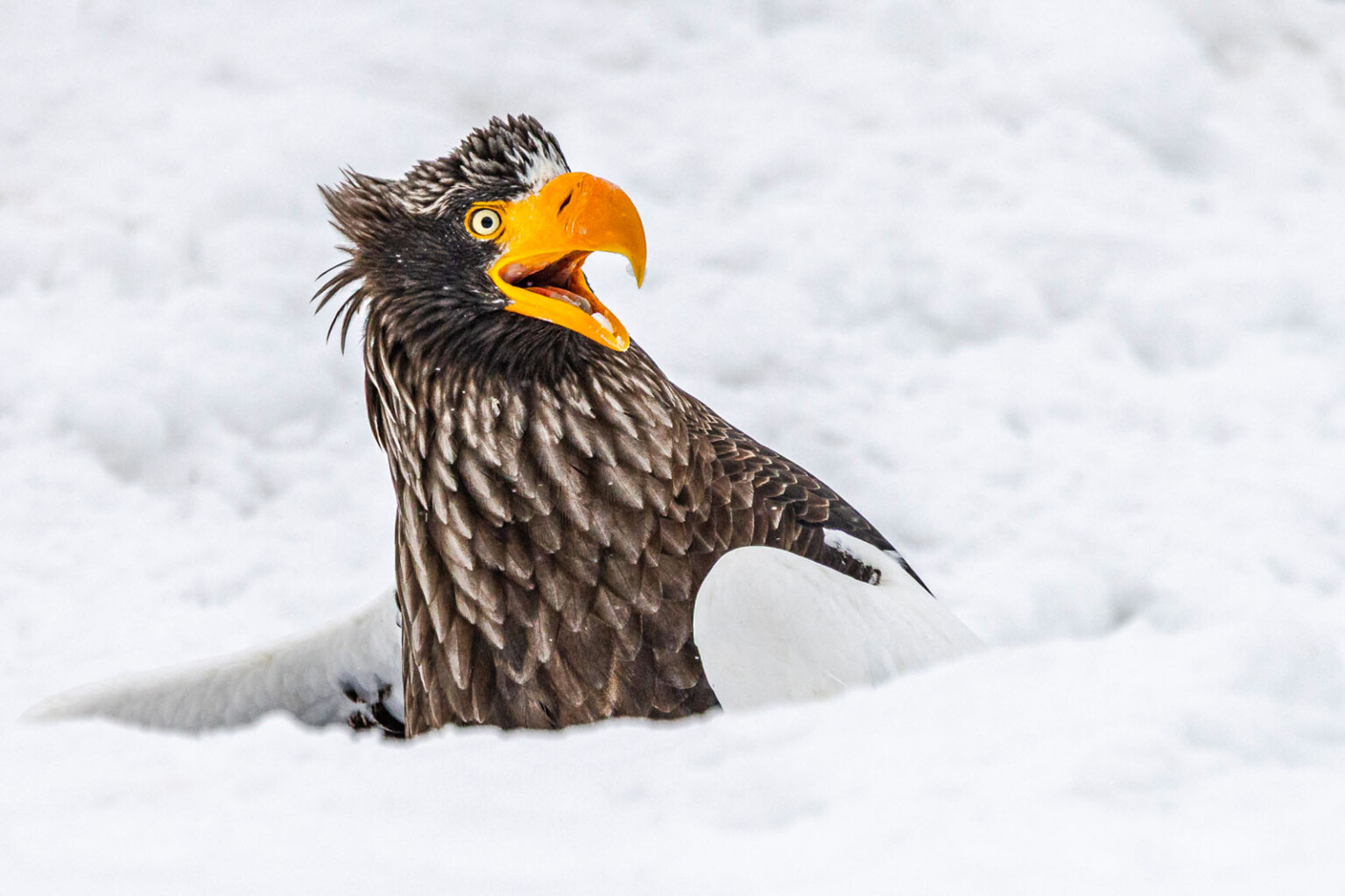 The Funniest Photos So Far in the 2025 Nikon Comedy Wildlife Awards ...