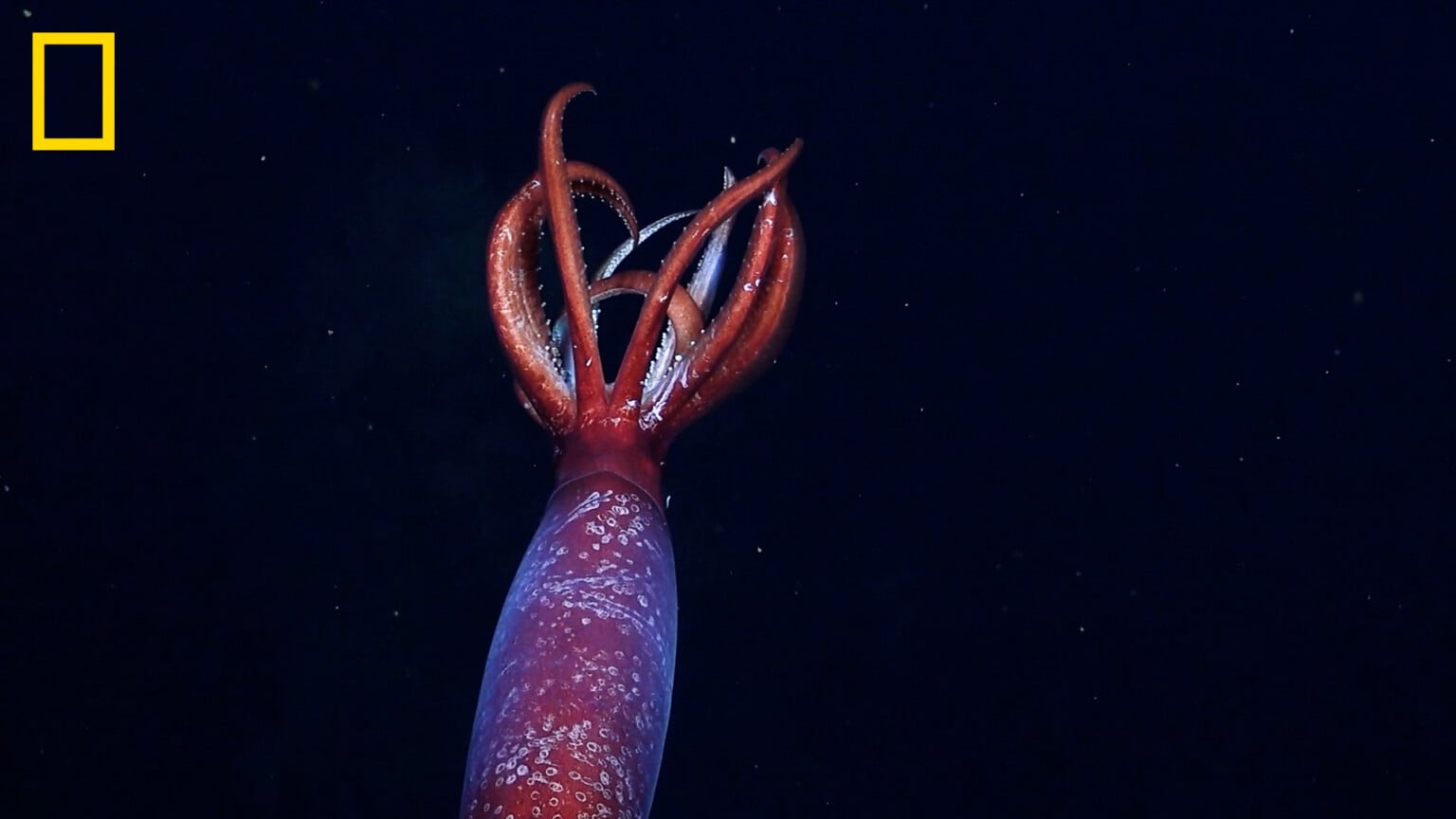 Massive Antarctic Squid Caught Live on Camera for First Time Ever ...