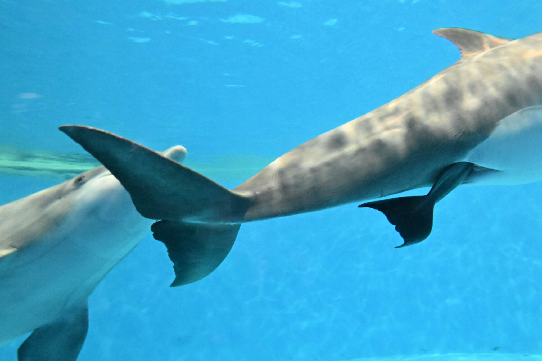 Zookeepers Capture the Rare Moment a Dolphin Gives Birth | PetaPixel