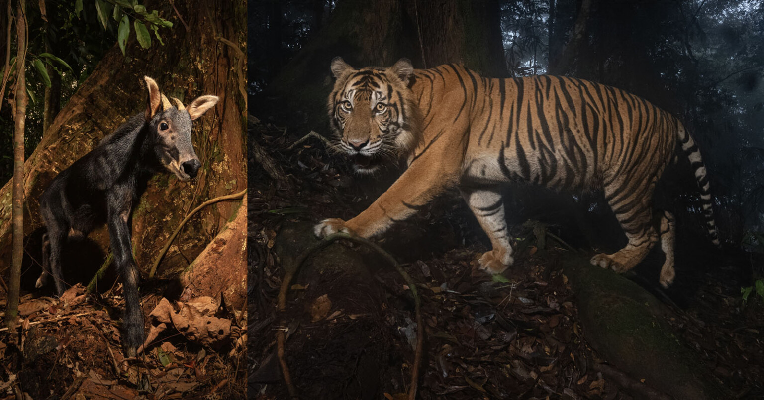 Photographer Spends Four Years Capturing Extremely Rare Shots of Wild ...