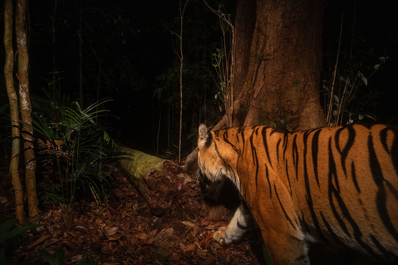 Photographer Spends Four Years Capturing Extremely Rare Shots of Wild ...