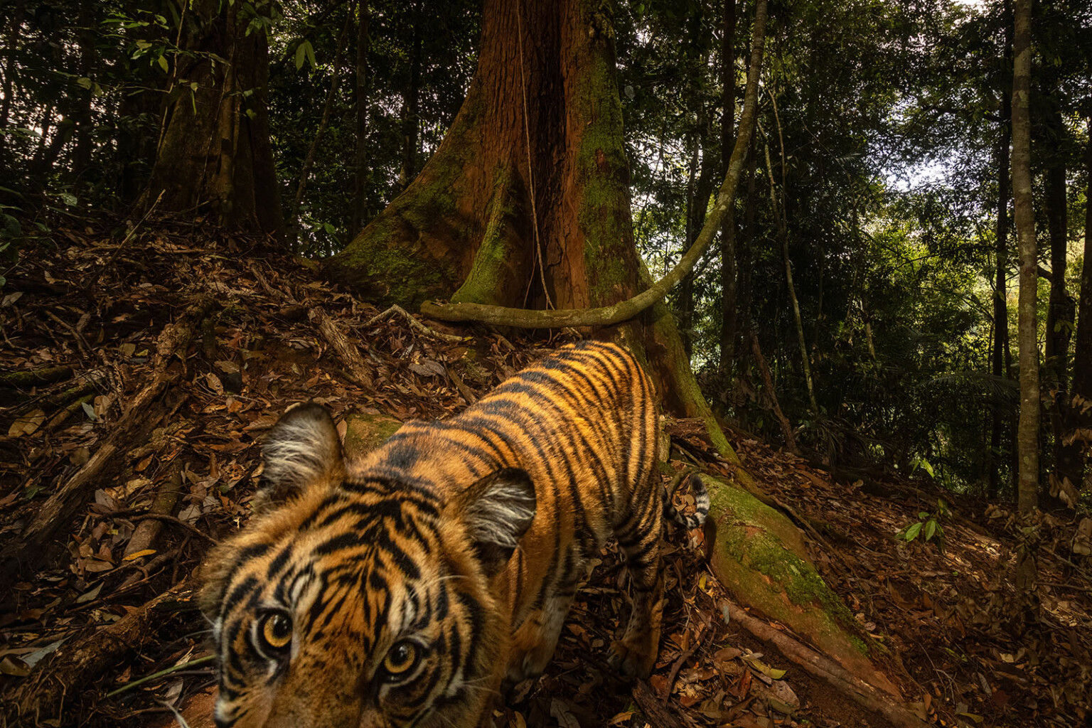 Photographer Spends Four Years Capturing Extremely Rare Shots of Wild ...