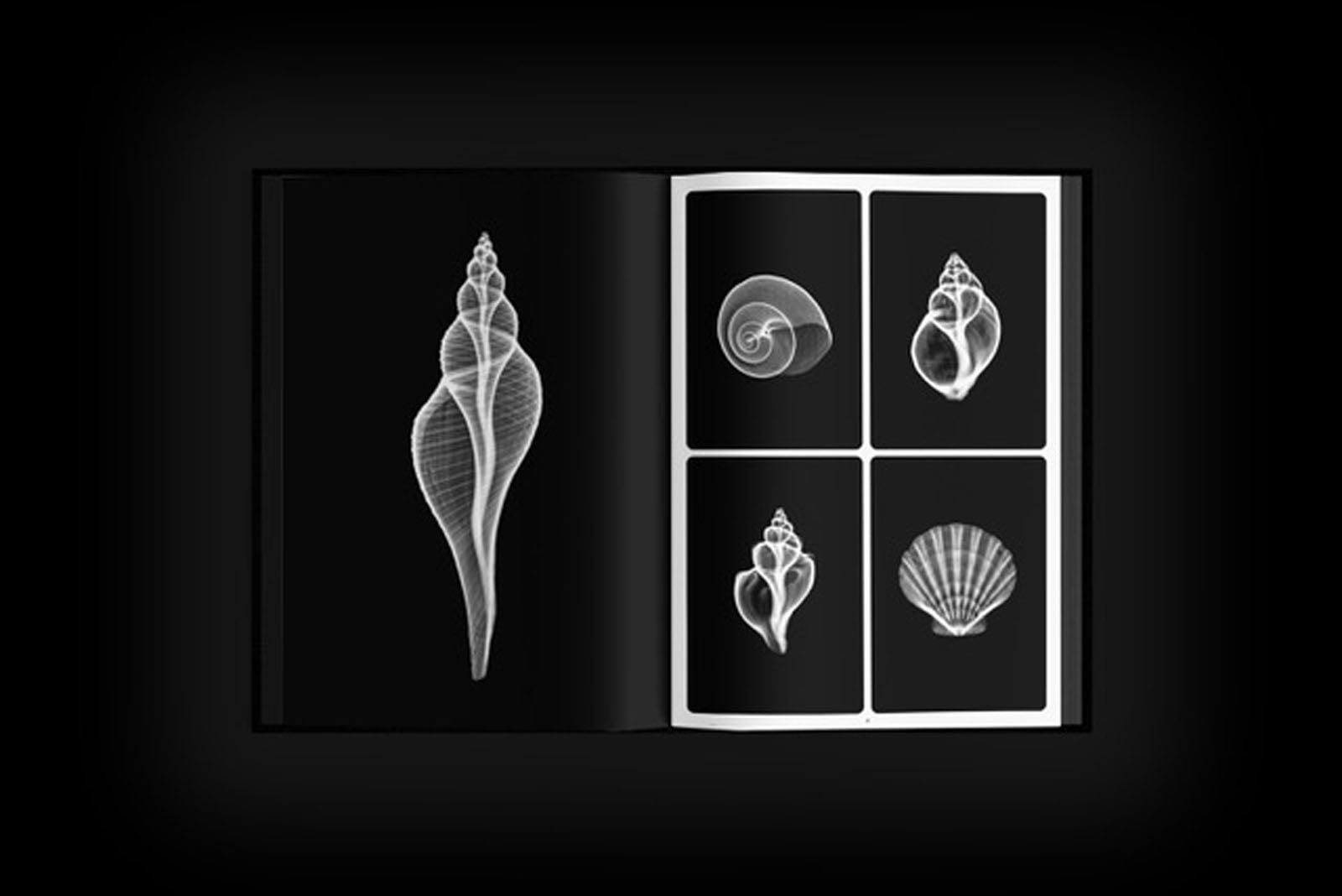 Photographer's Illuminating X-ray Exhibit Has Been Years in the Making ...