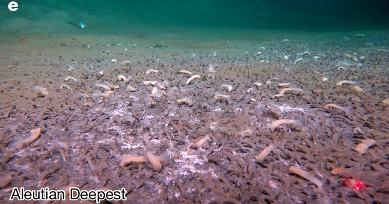 Researchers Dive Over 30,000 Feet into Ocean Trench and Film Life ...