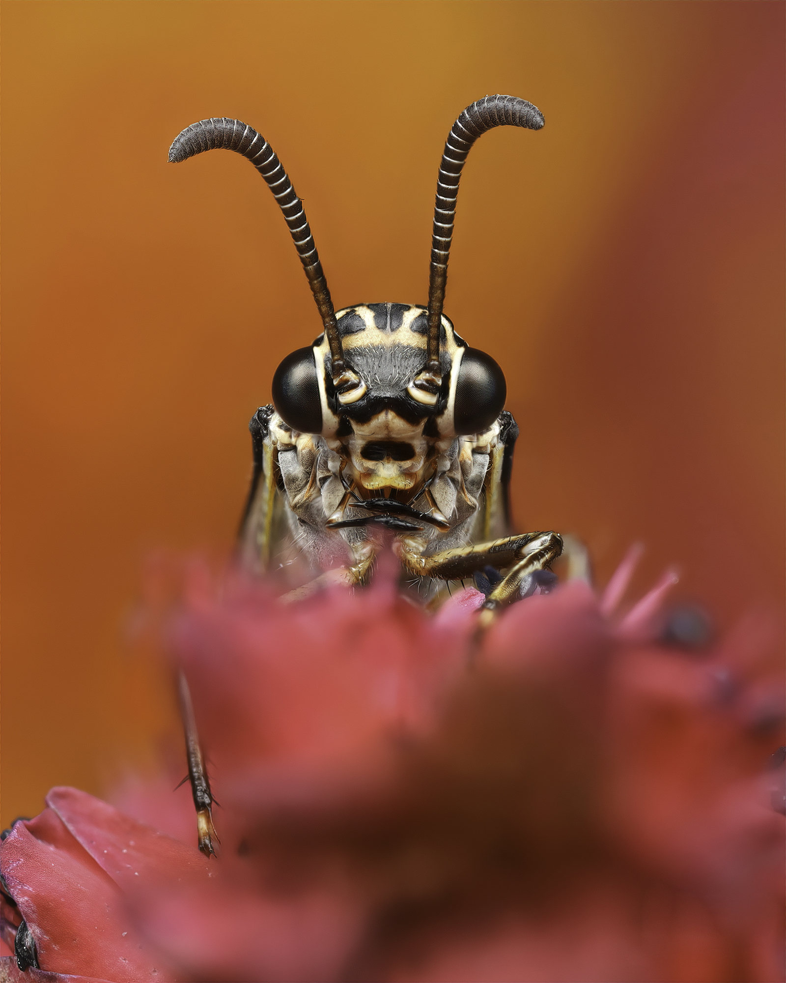 Photographer Turns Fear into Fascination Through Her Macro Insect Shots ...