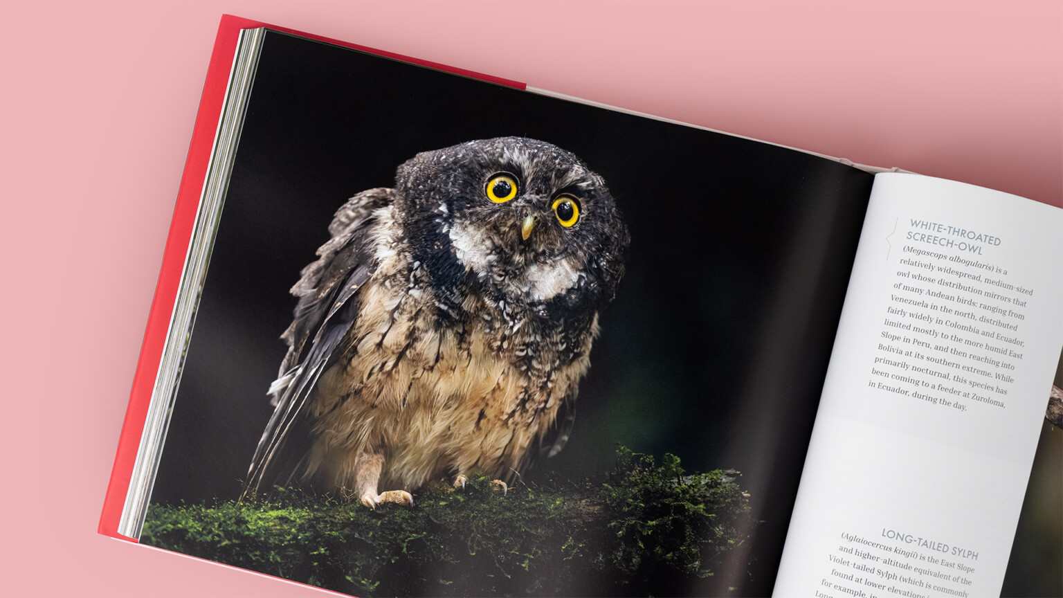Photographer Captures the World's Most Vibrant Birds | PetaPixel