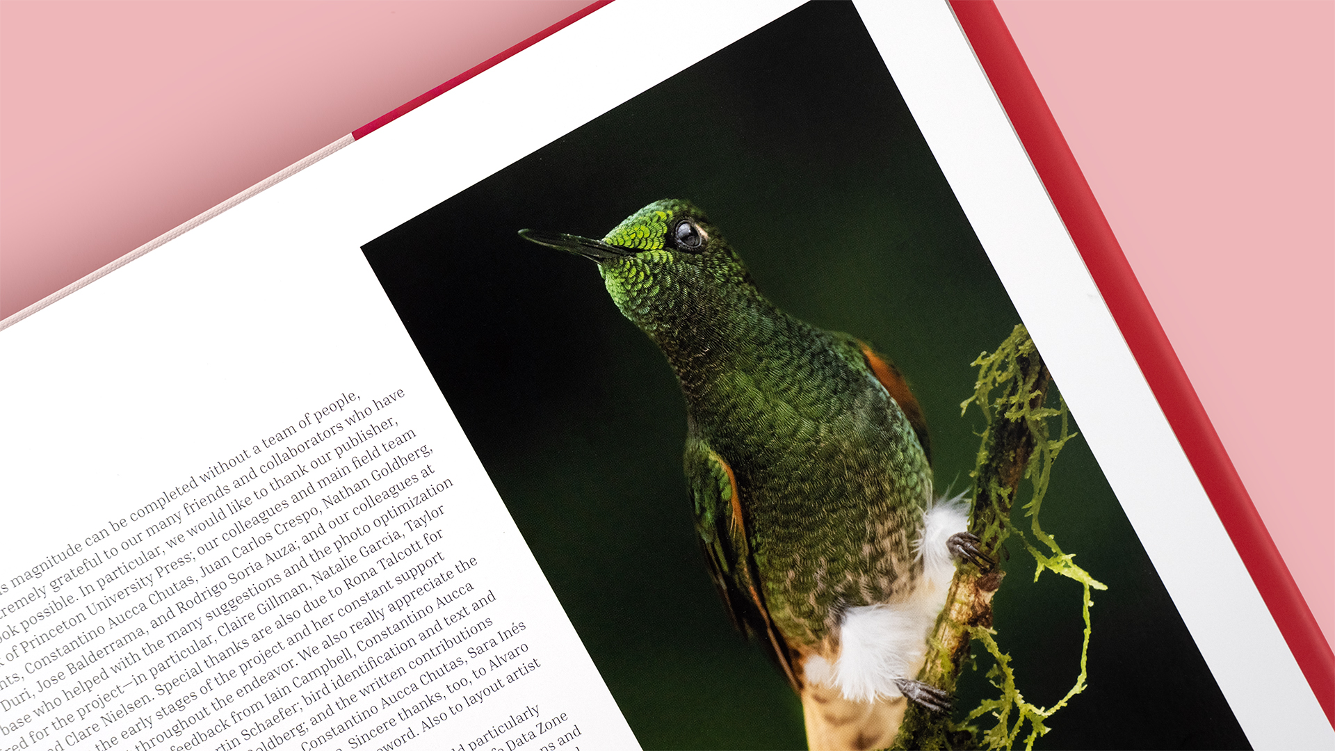 Photographer Captures the World's Most Vibrant Birds | PetaPixel