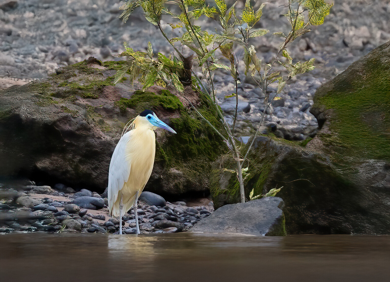Photographer Captures the World's Most Vibrant Birds | PetaPixel