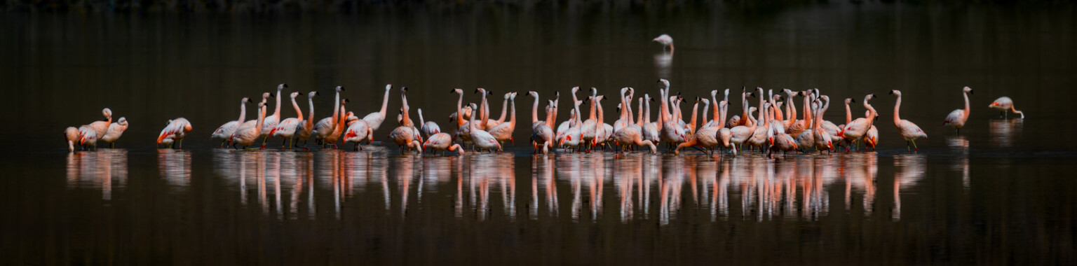 Photographer Captures the World's Most Vibrant Birds | PetaPixel