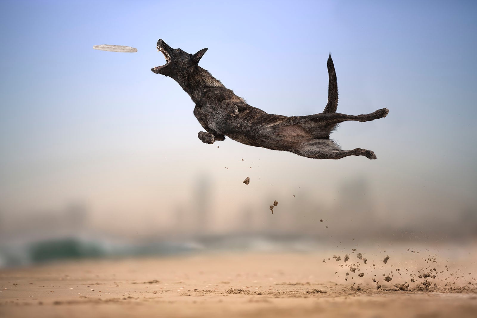 Photographer Explains How He Captures High-Octane Dog Photos | PetaPixel