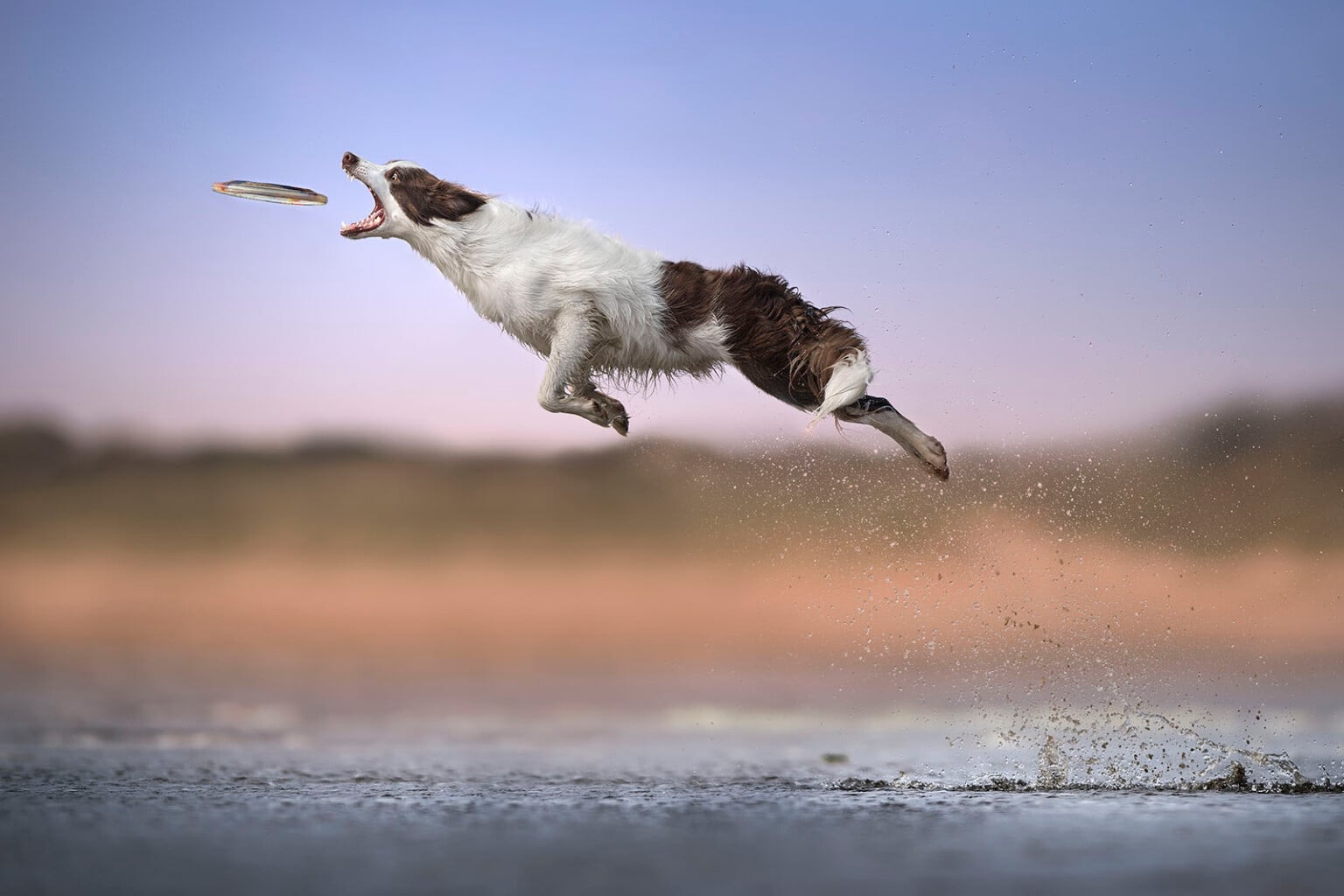Photographer Explains How He Captures High-Octane Dog Photos | PetaPixel