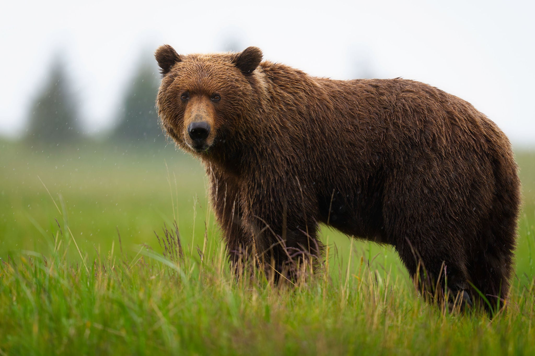 Photographer Gets Within 20 Feet of Brown Bears and Captures Thrilling ...