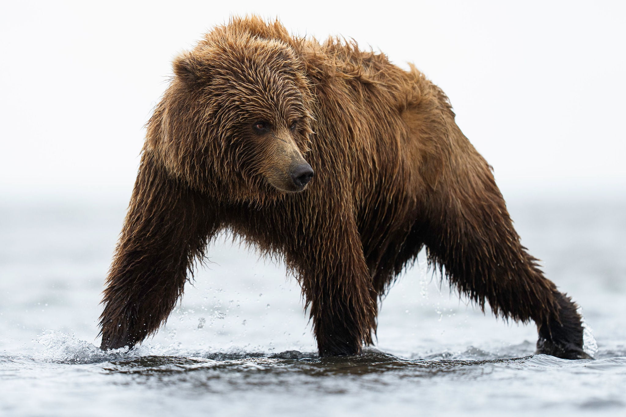 Photographer Gets Within 20 Feet of Brown Bears and Captures Thrilling ...