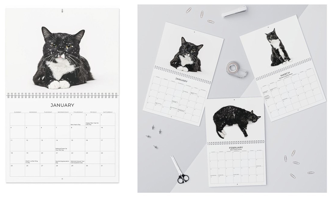 Photographer Turns 'Star'-Covered Cat Into Animal-Saving Sensation ...