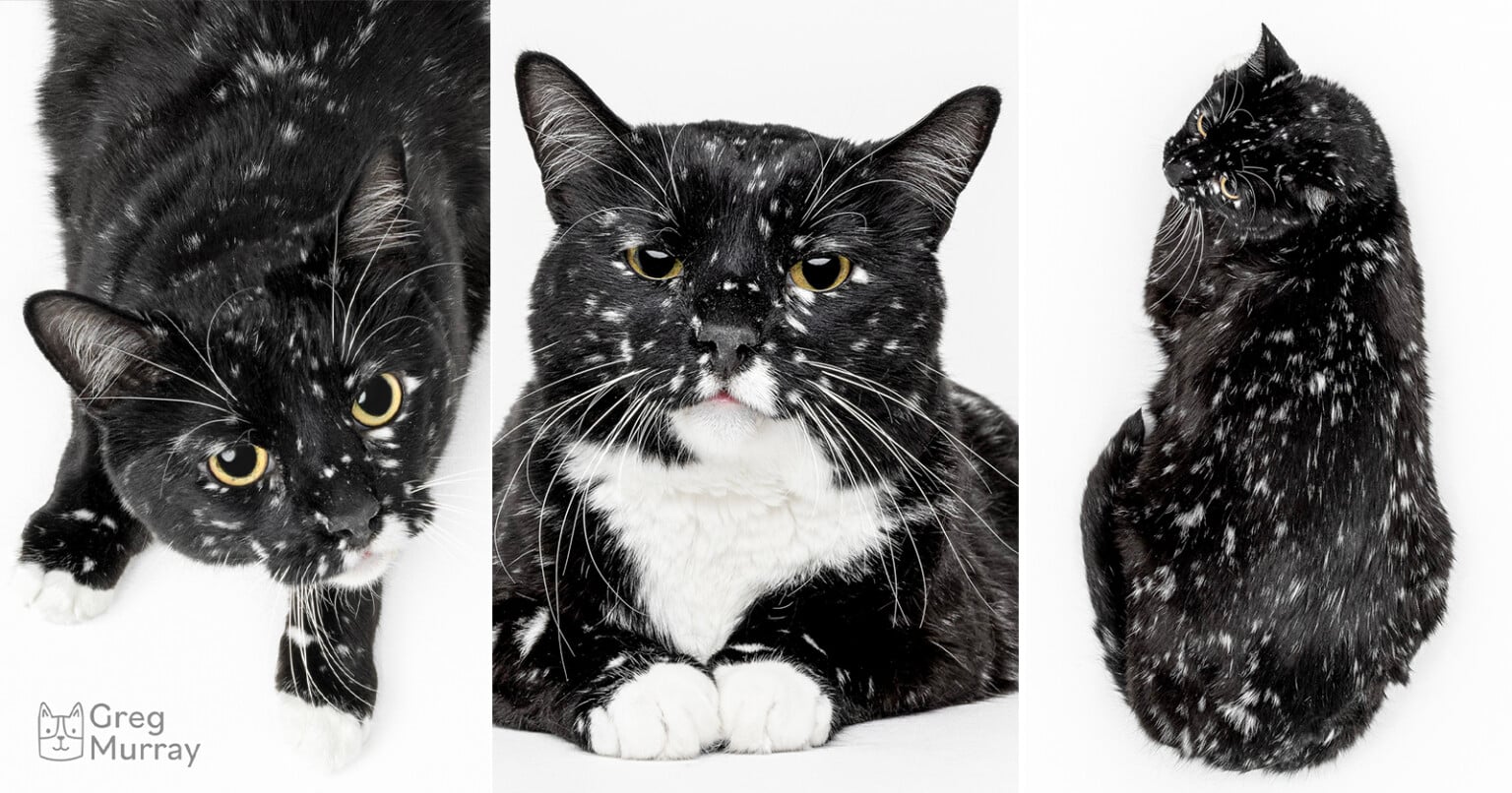 Photographer Turns 'Star'-Covered Cat Into Animal-Saving Sensation ...