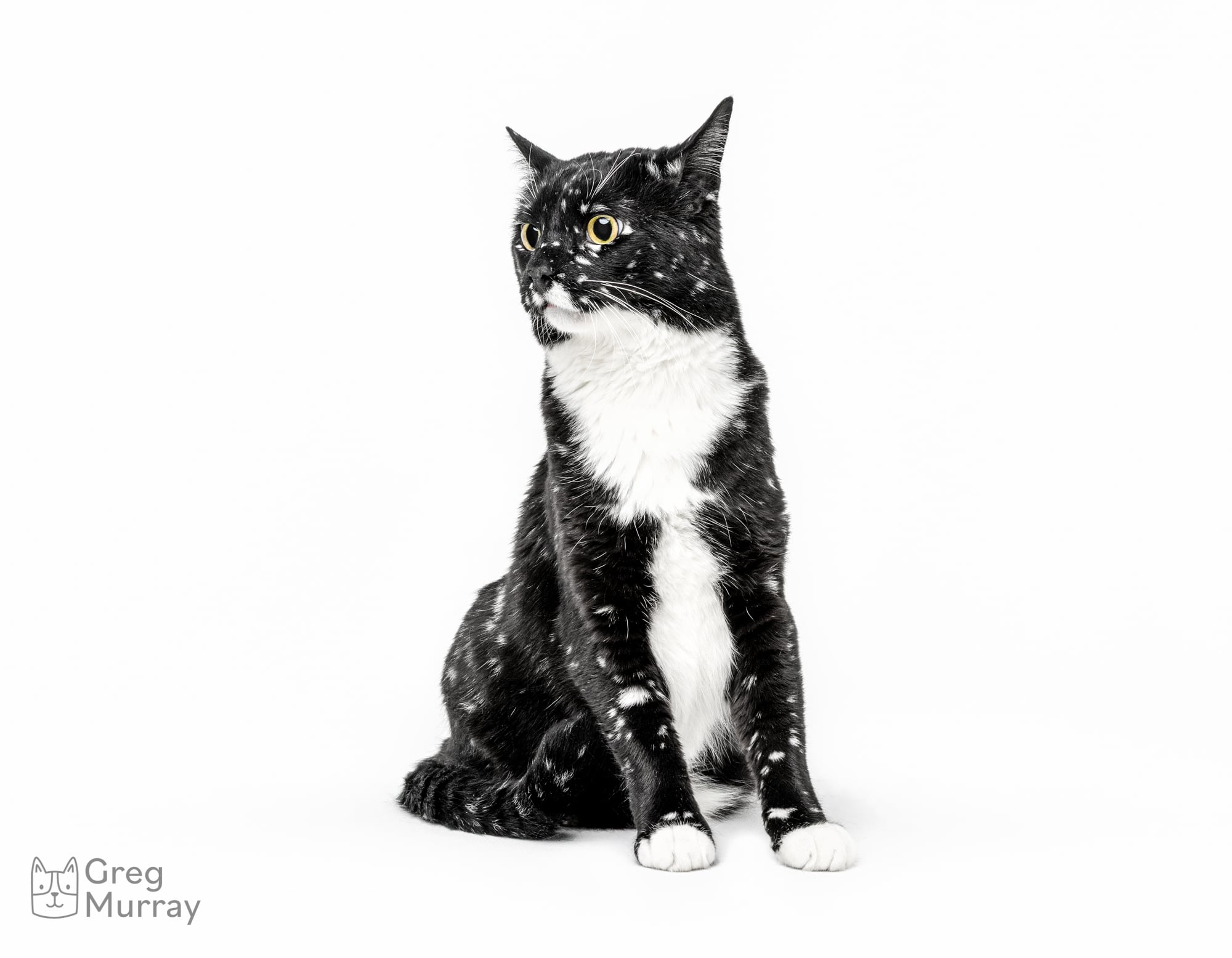 Photographer Turns 'Star'-Covered Cat Into Animal-Saving Sensation ...