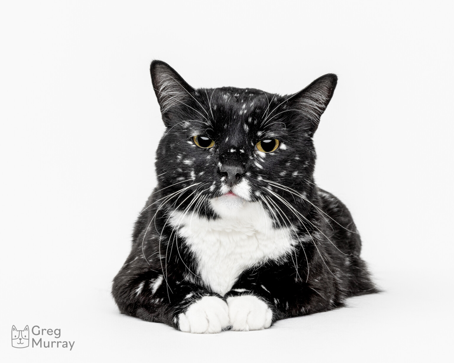 Photographer Turns 'Star'-Covered Cat Into Animal-Saving Sensation ...