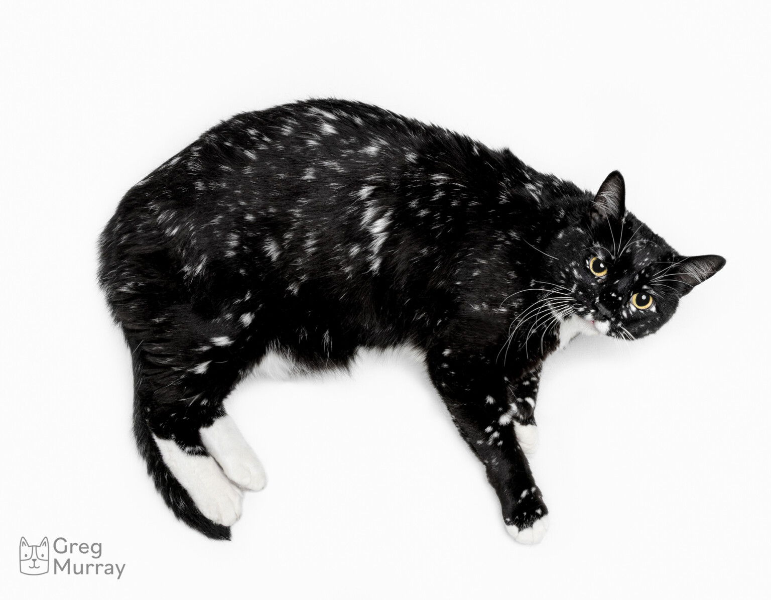 Photographer Turns 'Star'-Covered Cat Into Animal-Saving Sensation ...