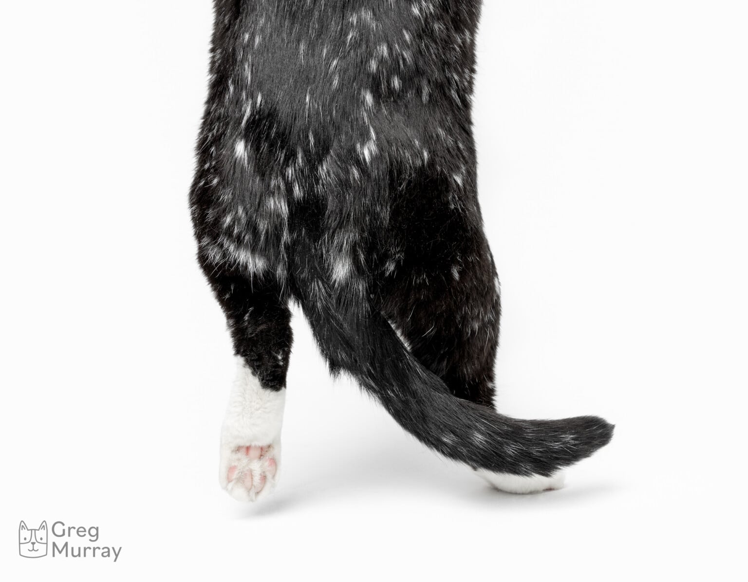 Photographer Turns 'Star'-Covered Cat Into Animal-Saving Sensation ...