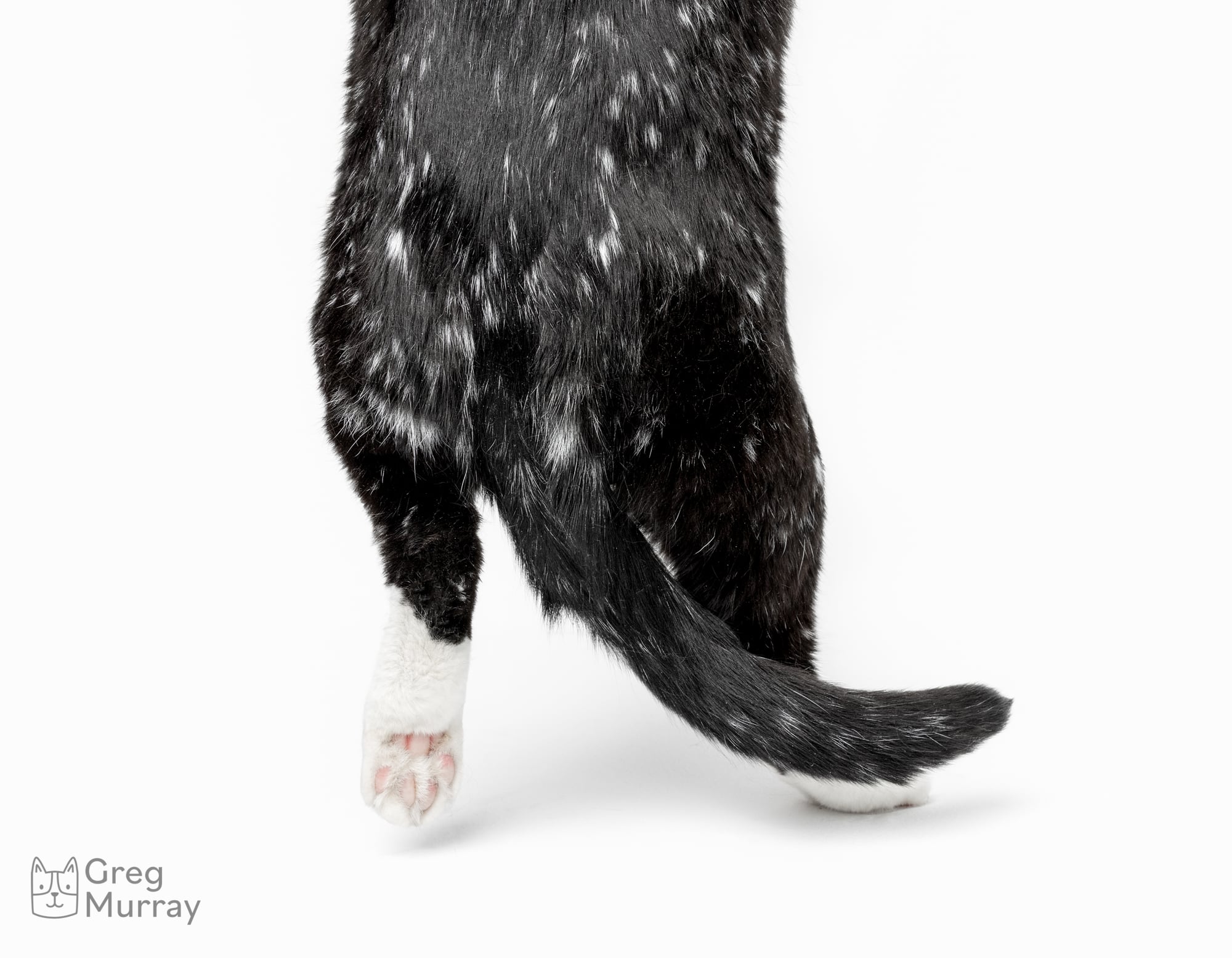 Photographer Turns 'Star'-Covered Cat Into Animal-Saving Sensation ...