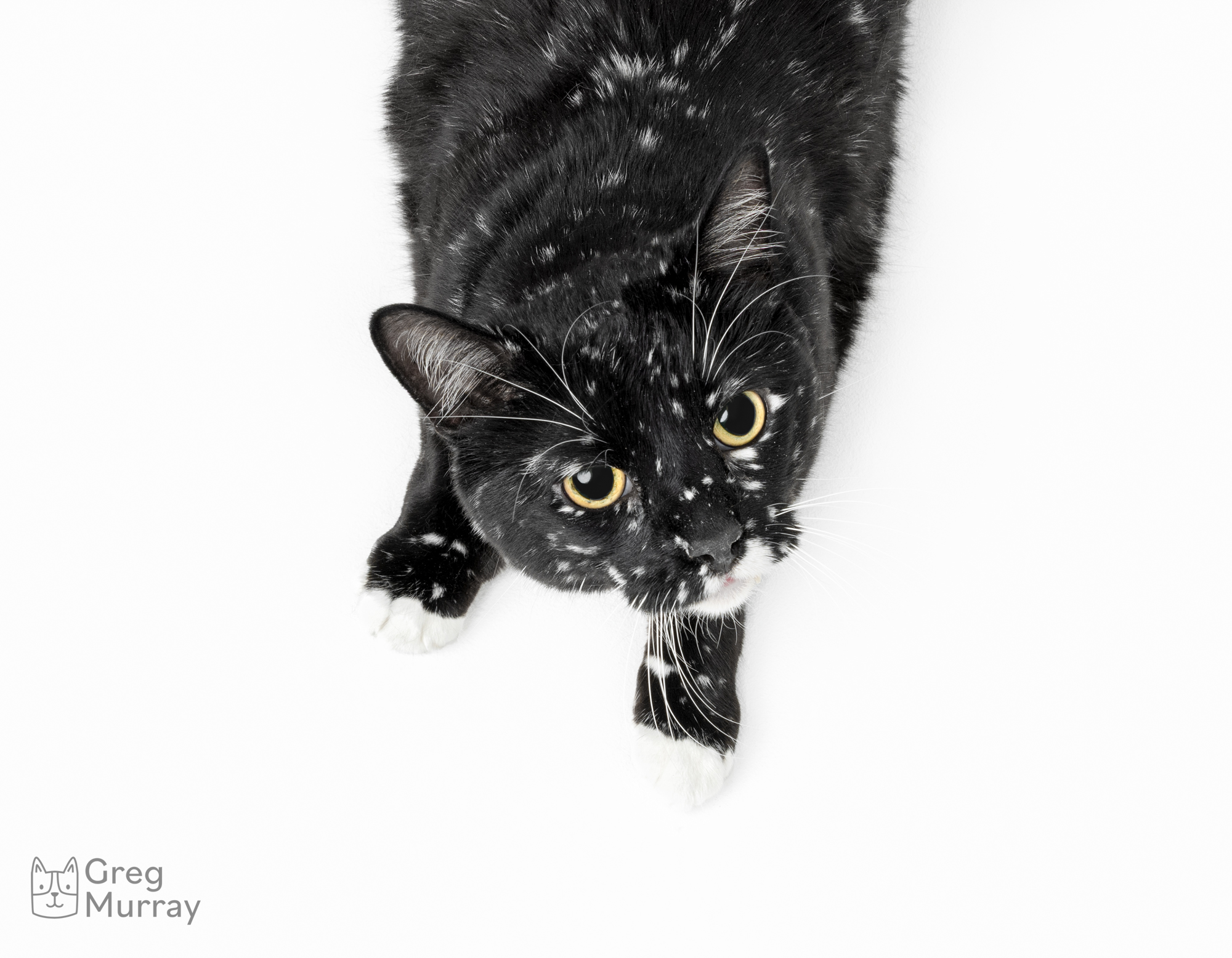 Photographer Turns 'Star'-Covered Cat Into Animal-Saving Sensation ...