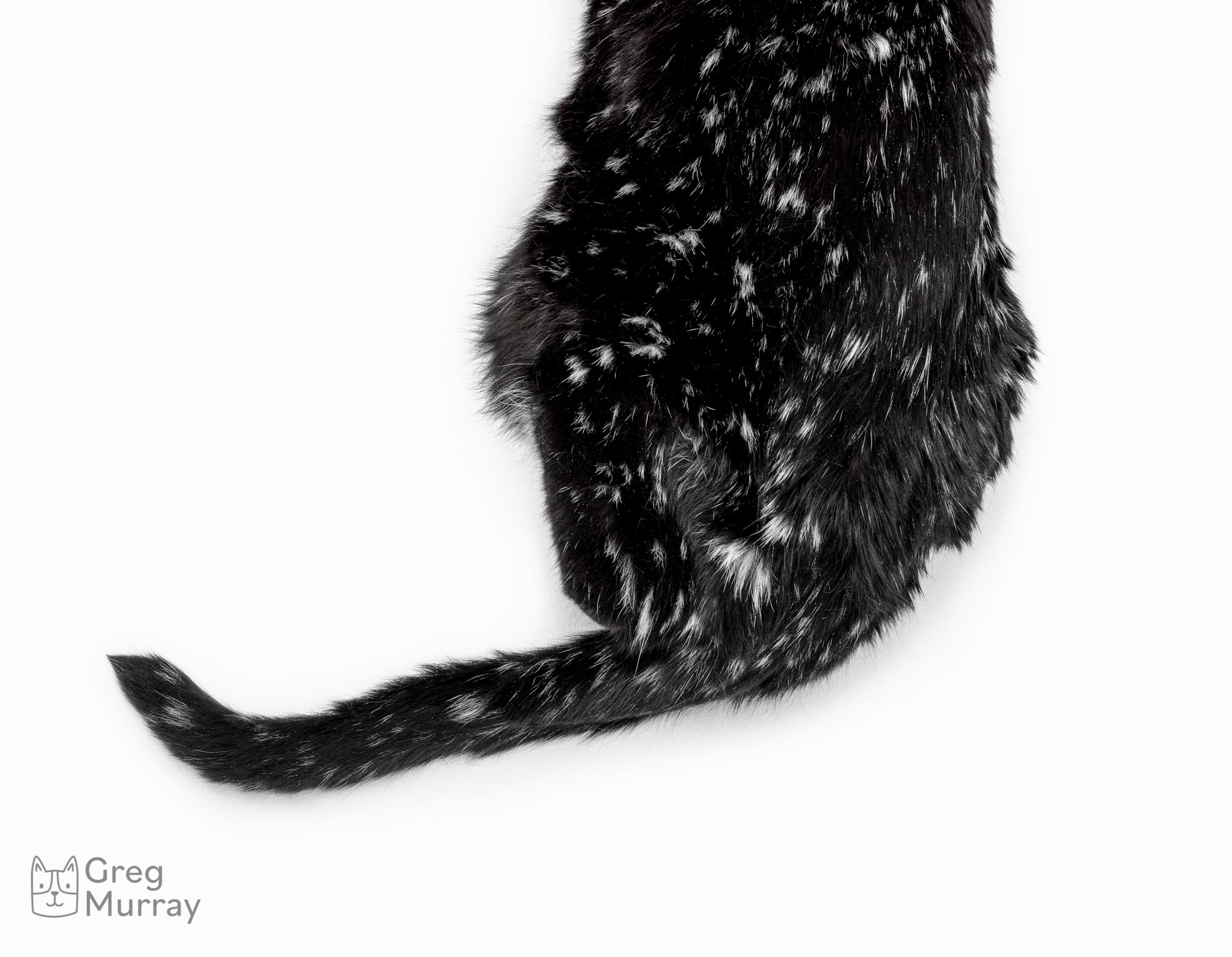 Photographer Turns 'Star'-Covered Cat Into Animal-Saving Sensation ...