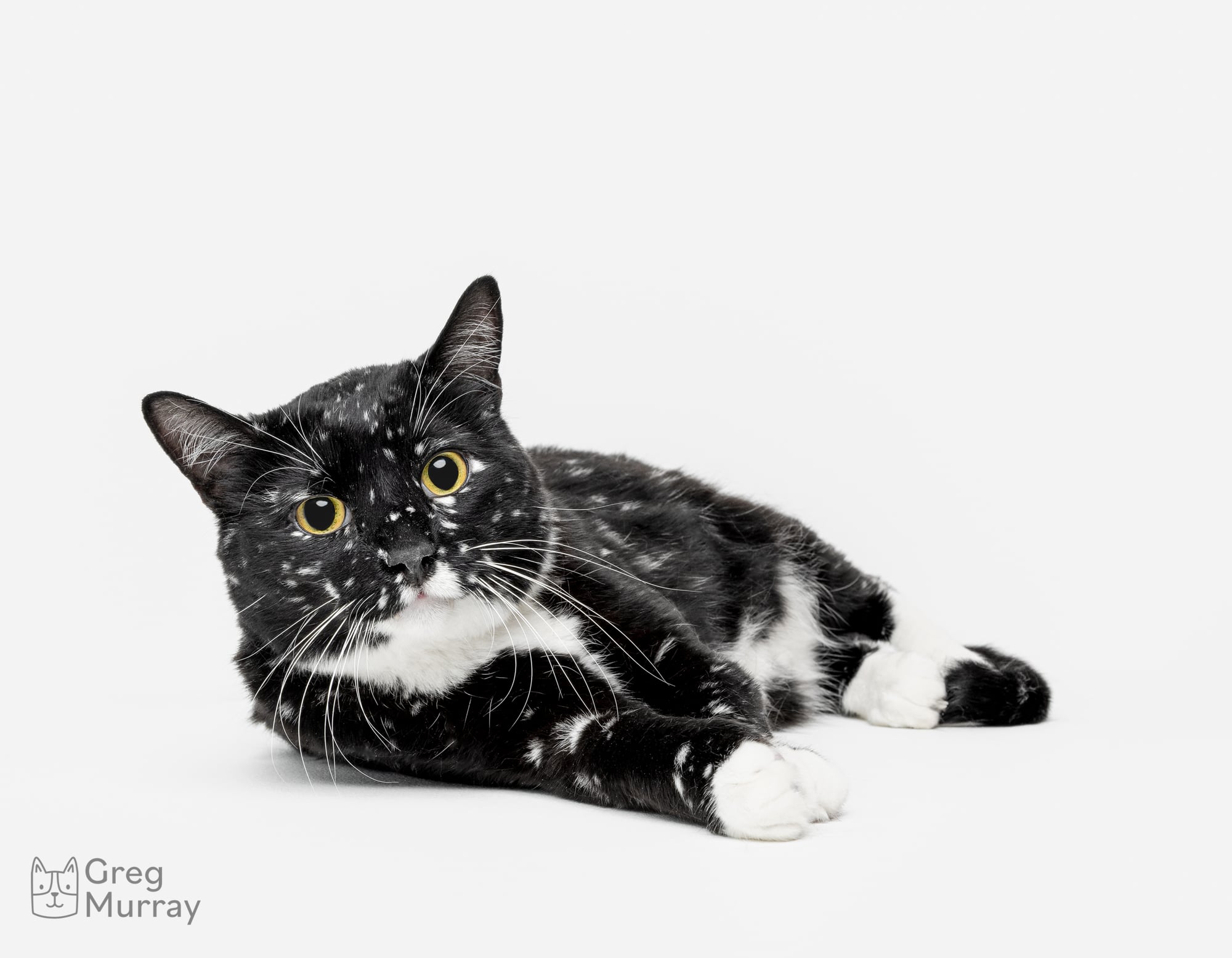 Photographer Turns 'Star'-Covered Cat Into Animal-Saving Sensation ...