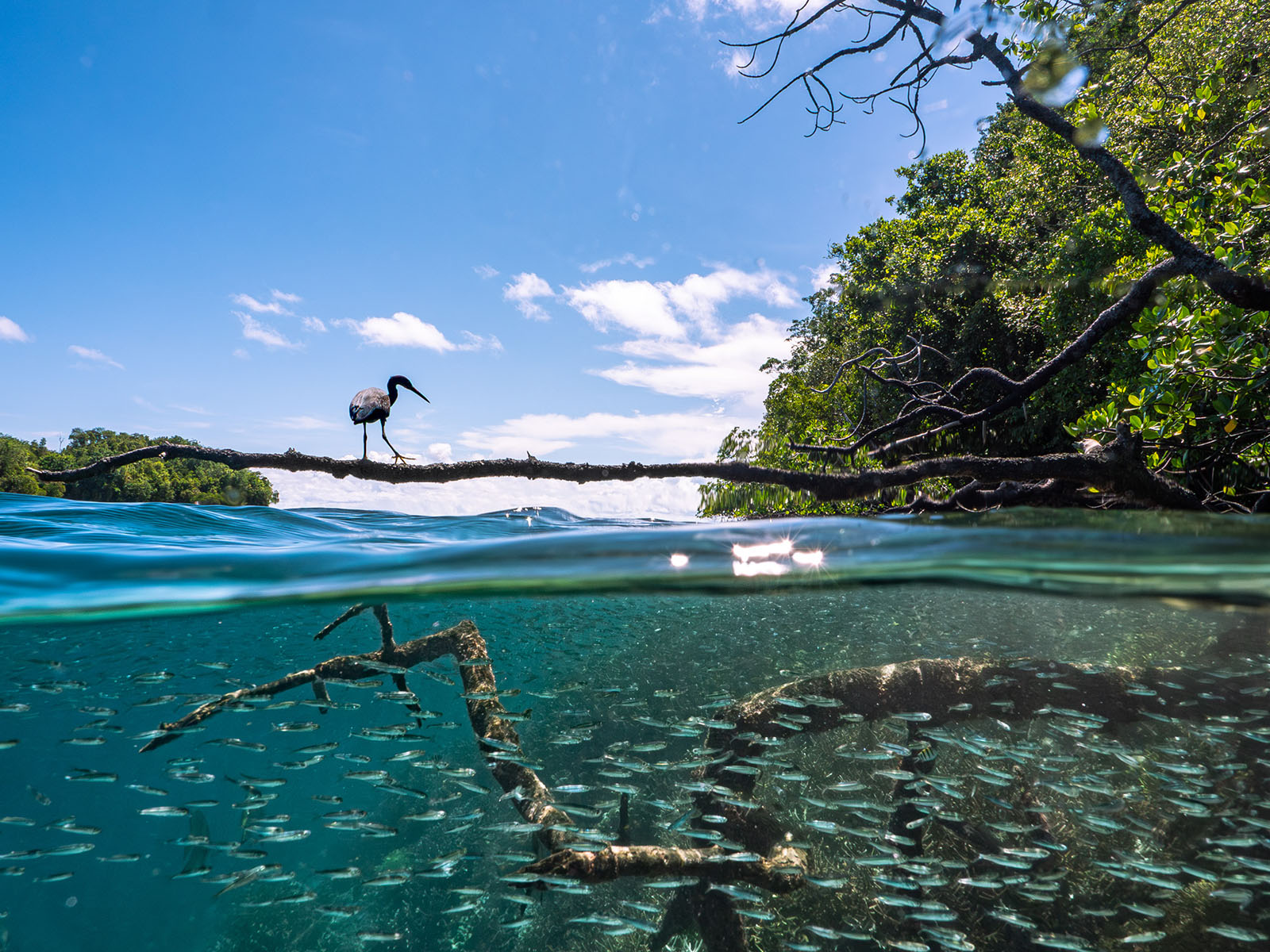 The Winners of the 2025 Mangrove Photography Awards | PetaPixel