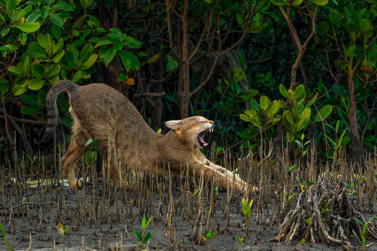 The Winners of the 2025 Mangrove Photography Awards | PetaPixel