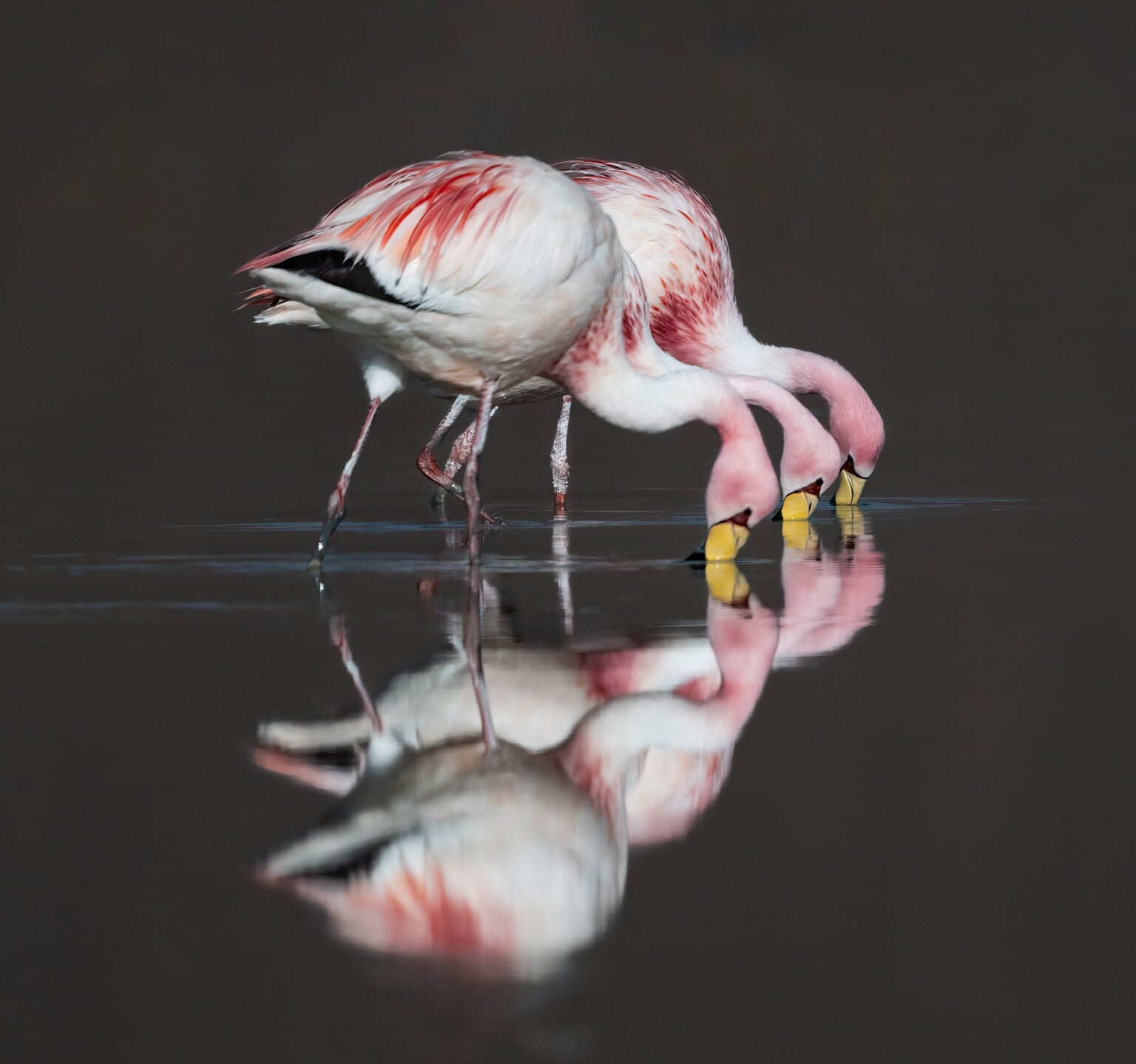 Photographer Captures the World's Most Vibrant Birds | PetaPixel