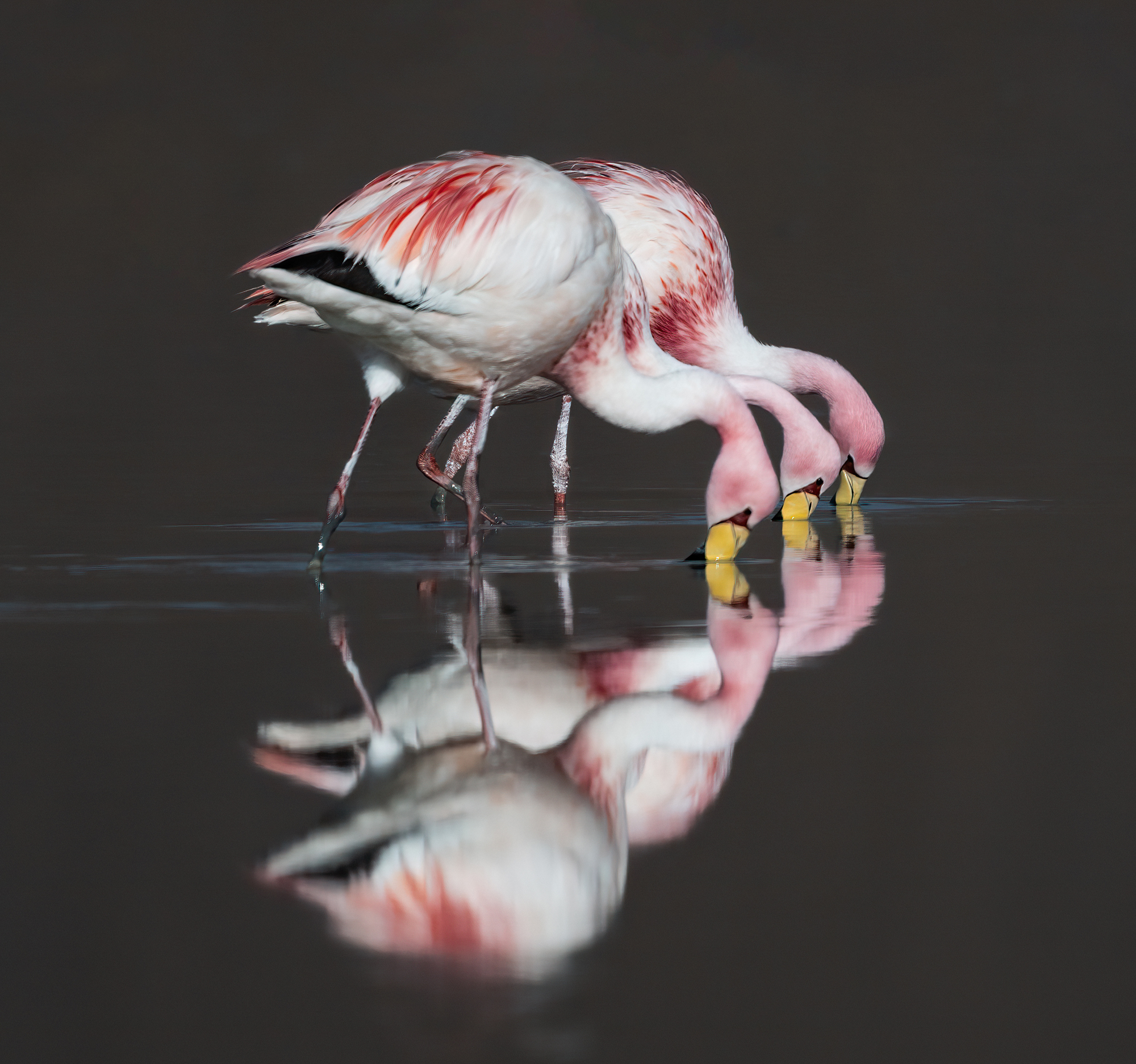 Photographer Captures the World's Most Vibrant Birds | PetaPixel