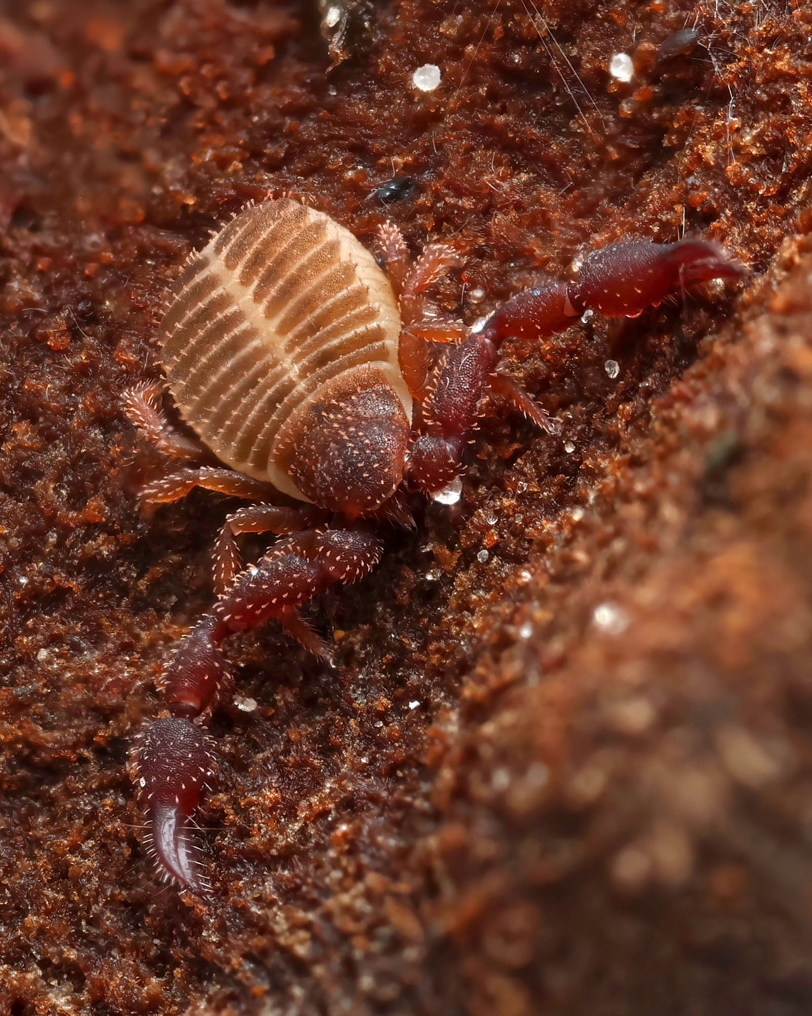 Photographer Turns Fear into Fascination Through Her Macro Insect Shots ...