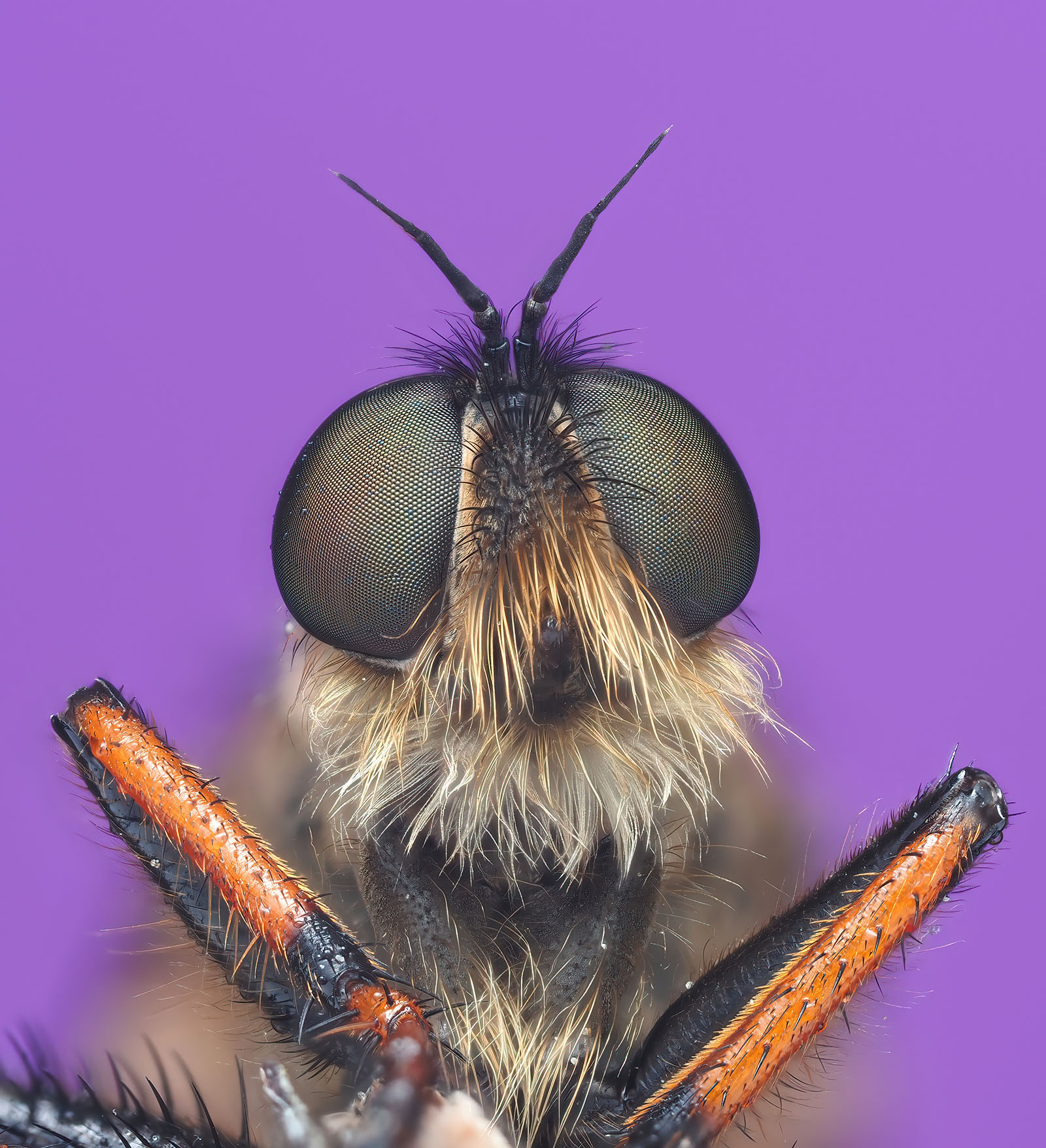 Photographer Turns Fear into Fascination Through Her Macro Insect Shots ...