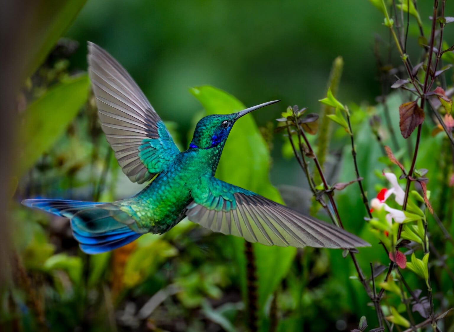 Photographer Captures the World's Most Vibrant Birds | PetaPixel