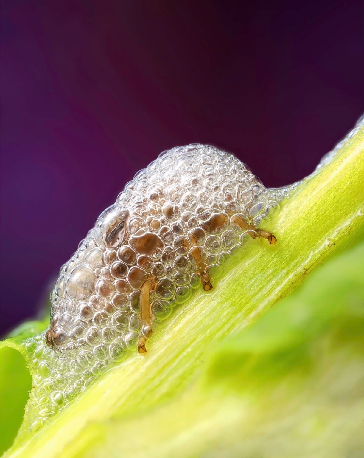 Photographer Turns Fear into Fascination Through Her Macro Insect Shots ...
