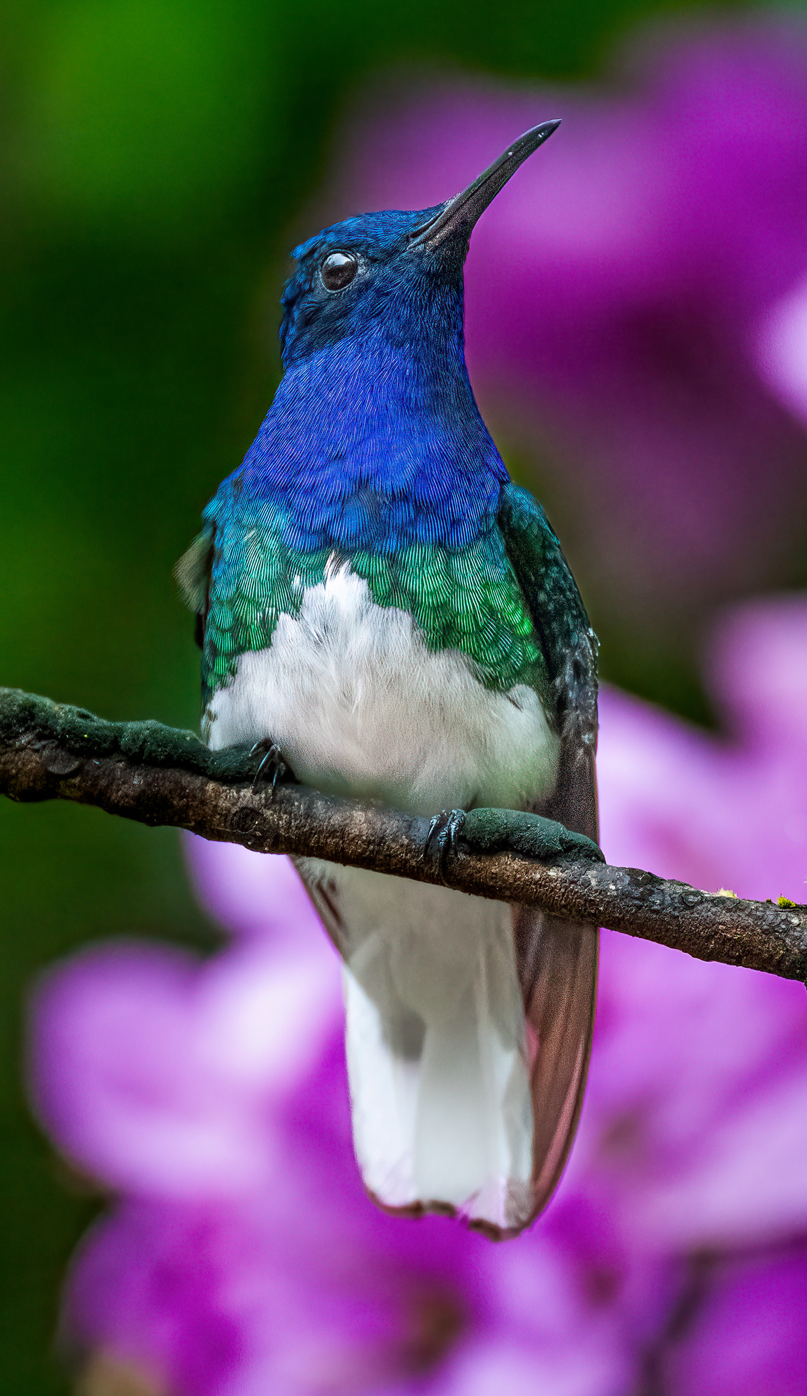 Photographer Captures the World's Most Vibrant Birds | PetaPixel