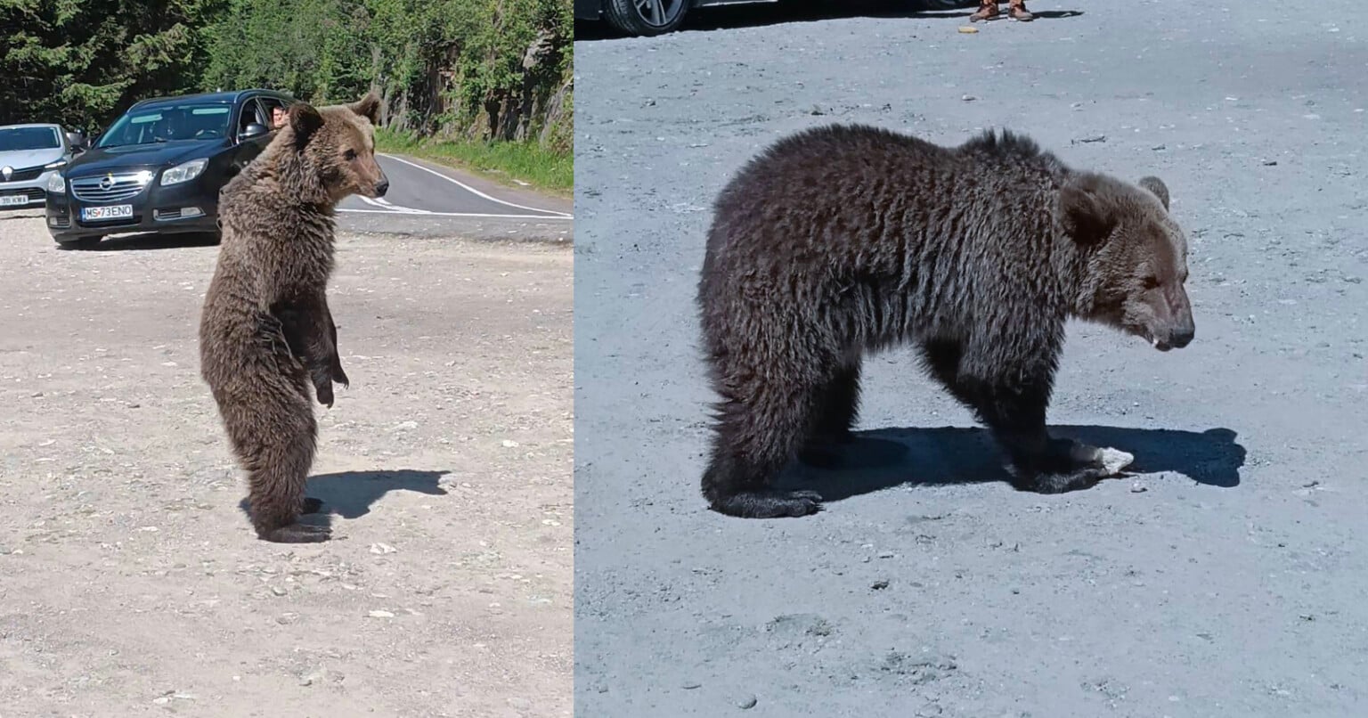 Motorcyclist Takes Photos With Bear and Gets Mauled To Death | PetaPixel