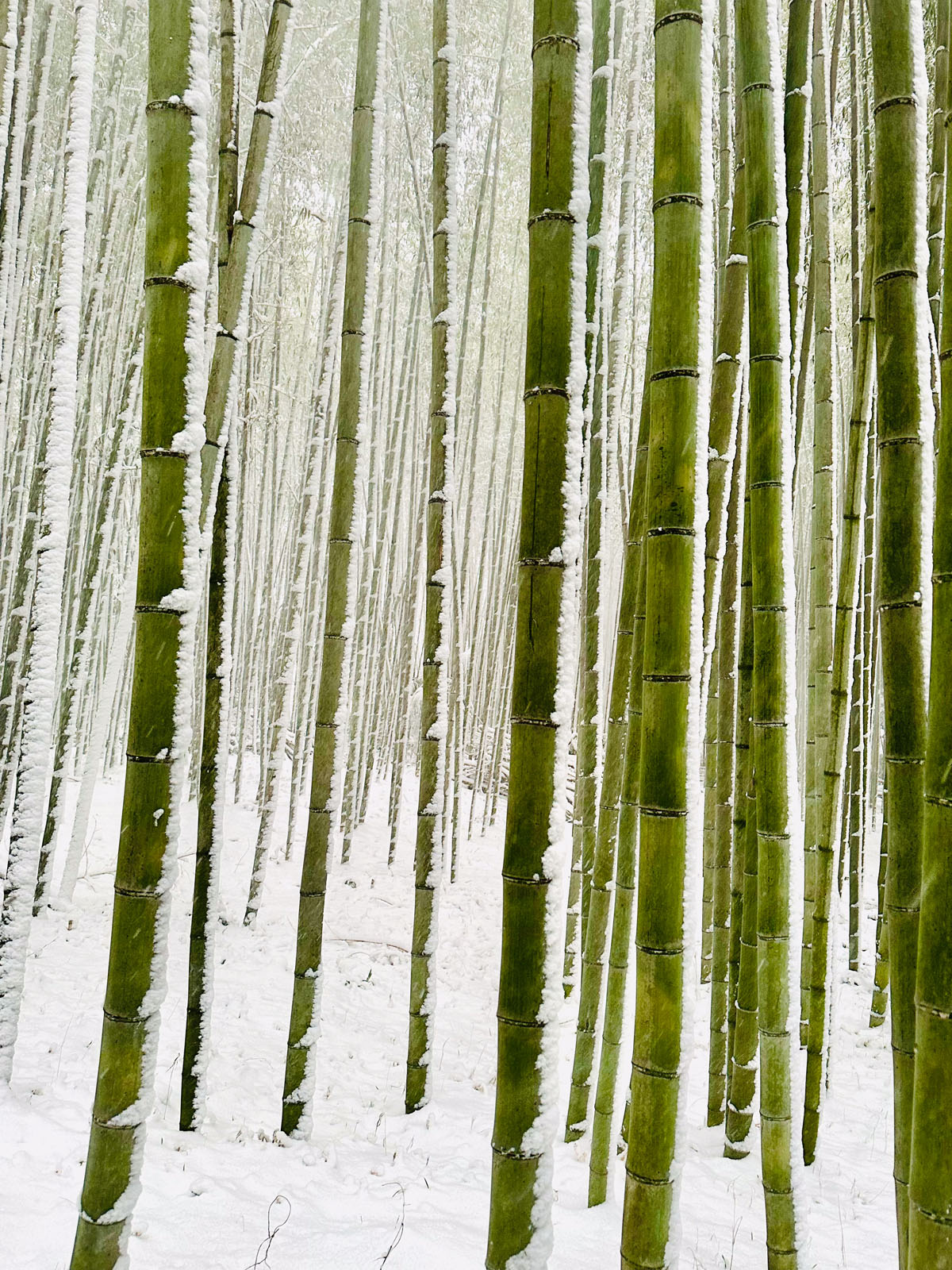 All 40 Breathtaking Winners From the 2025 iPhone Photography Awards ...